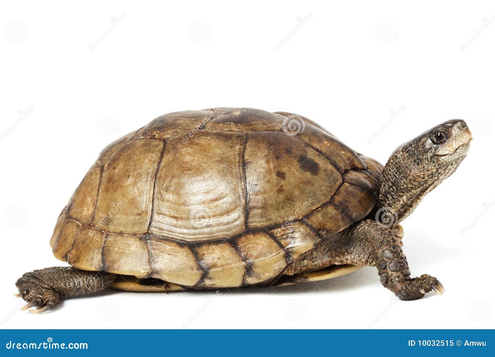 Box Turtle Stock Photo | CartoonDealer.com #34660932