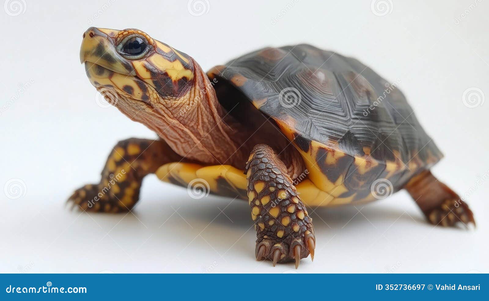 Coahuilan Box Turtle on White Background Stock Image - Image of ...
