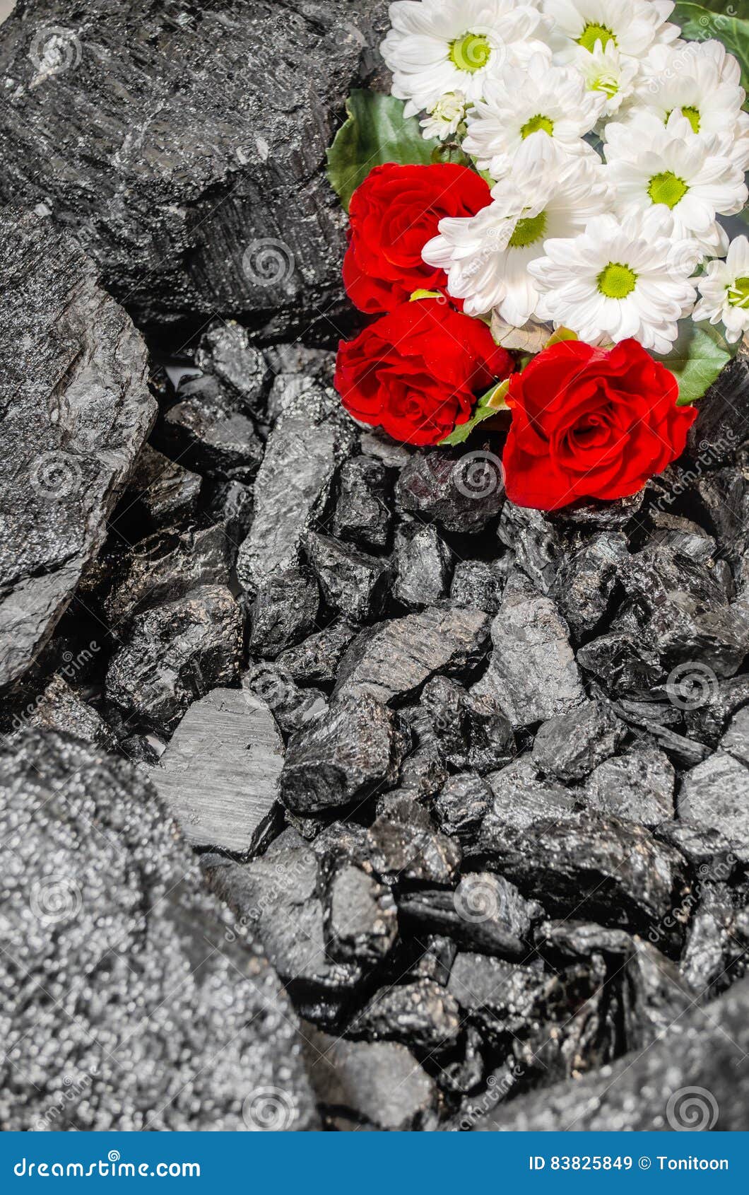 Coal Stone Red Roses Daisies Mining Stock Image - Image of miner ...
