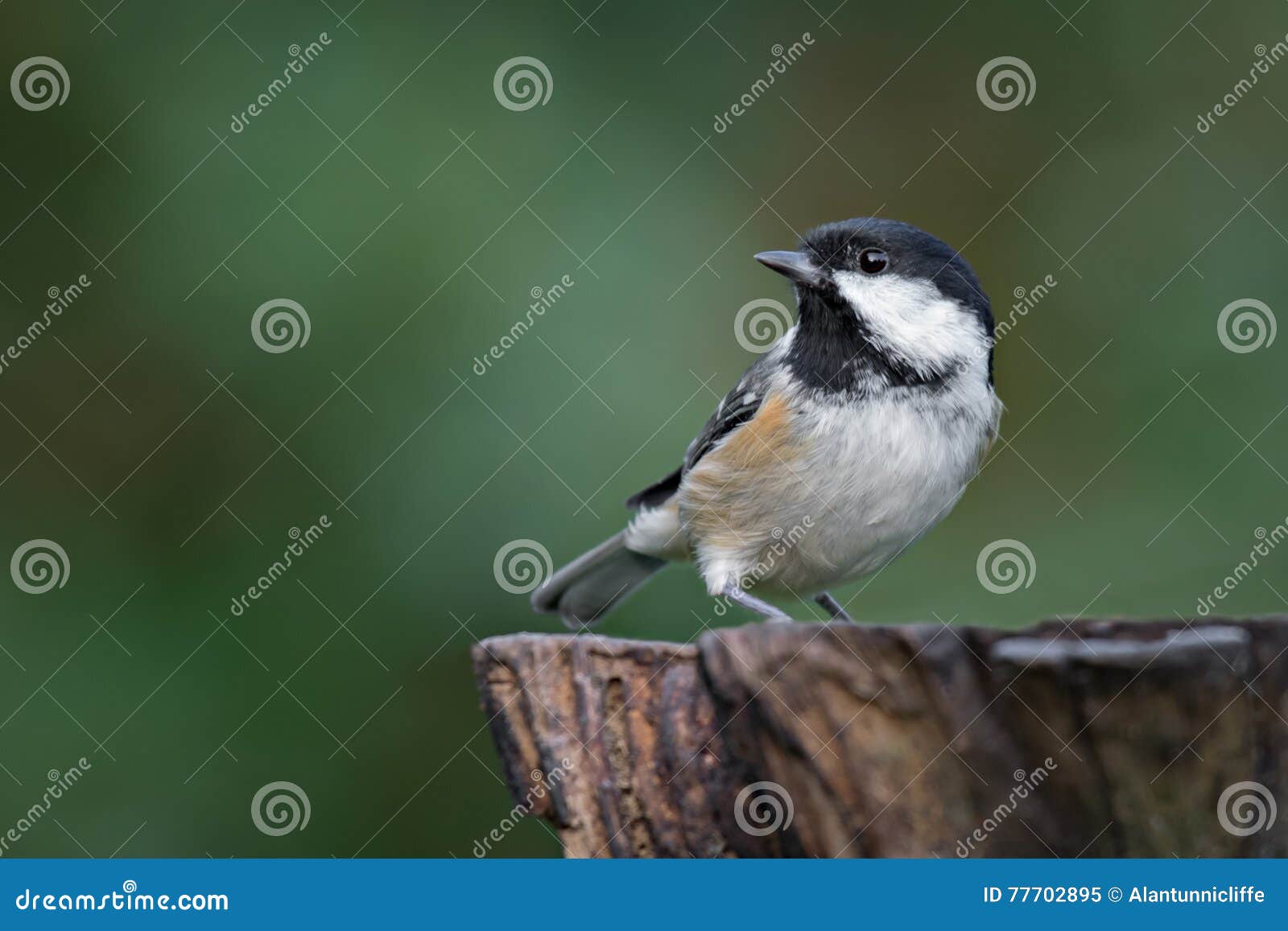 Coal tit stock image. Image of branch, wild, black, parus - 77702895