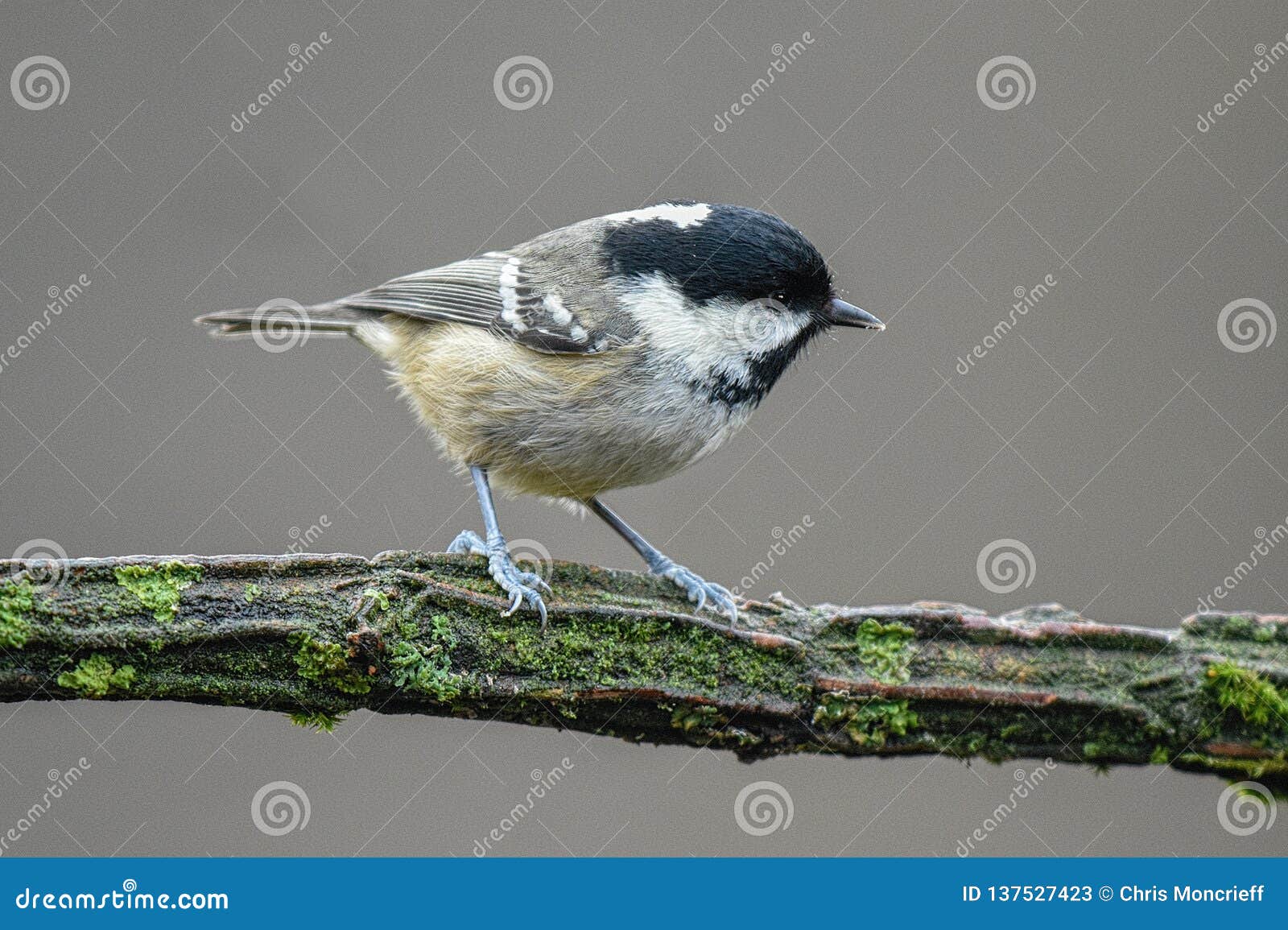 Coal Tit stock image. Image of tits, birds, ater, beak - 137527423