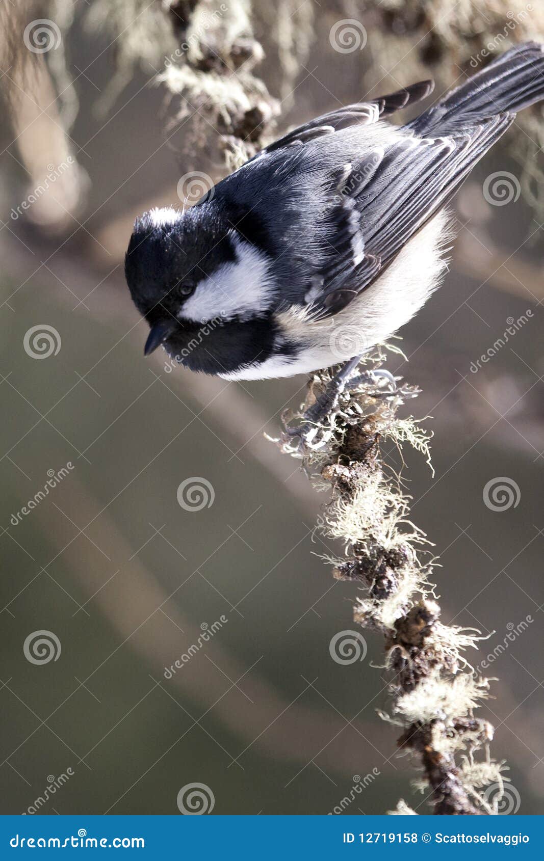 Coal Tit (Periparus ater) stock photo. Image of pine - 12719158