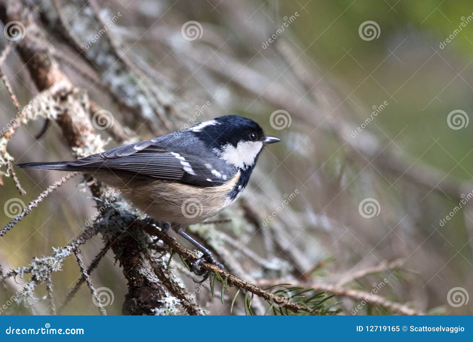 Coal Tit (Periparus ater) stock image. Image of insectivores - 12719165