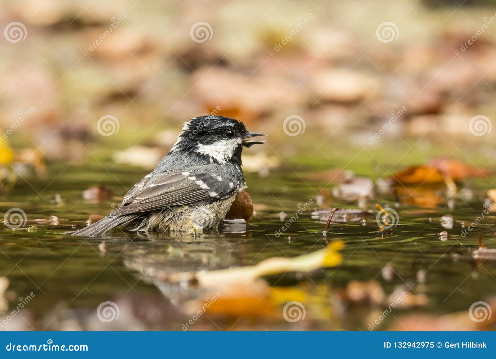 Coal Tit, Periparus ater stock image. Image of ater - 132942975