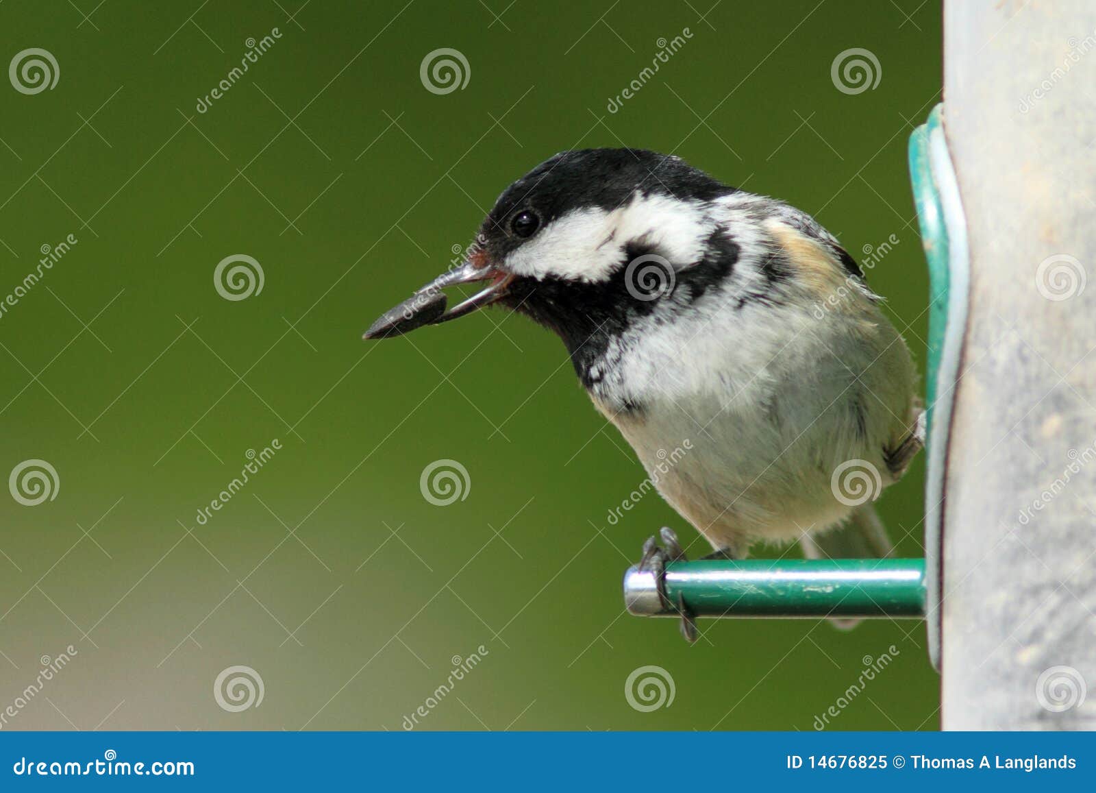 Coal Tit (Periparus ater) stock image. Image of nature - 14676825