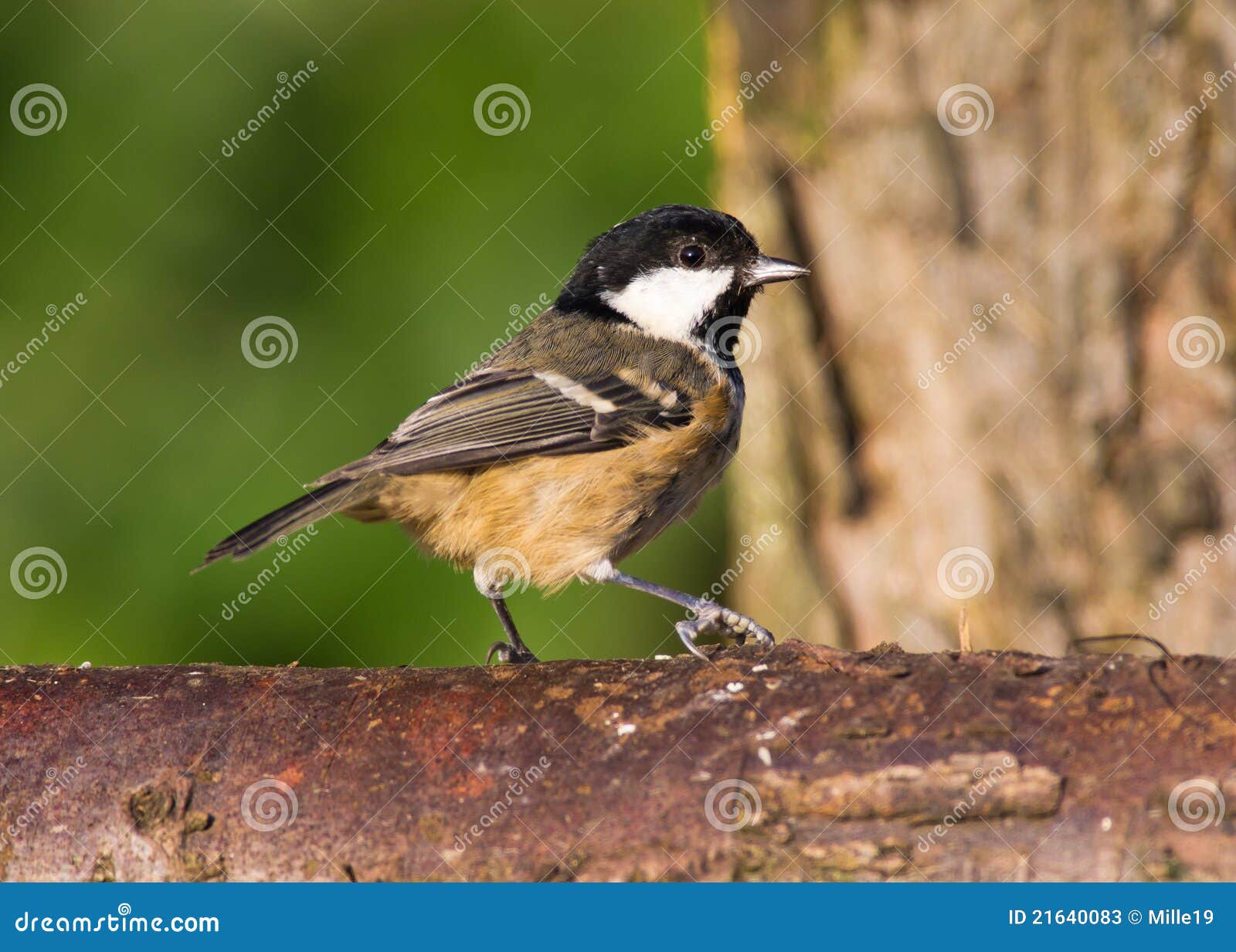 Coal Tit (Periparus ater) stock image. Image of wild - 21640083