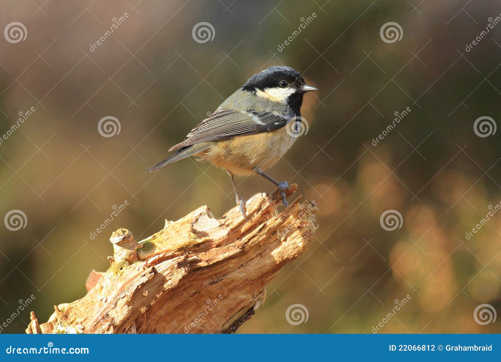 Coal Tit (Periparus ater) stock photo. Image of avian - 22066812
