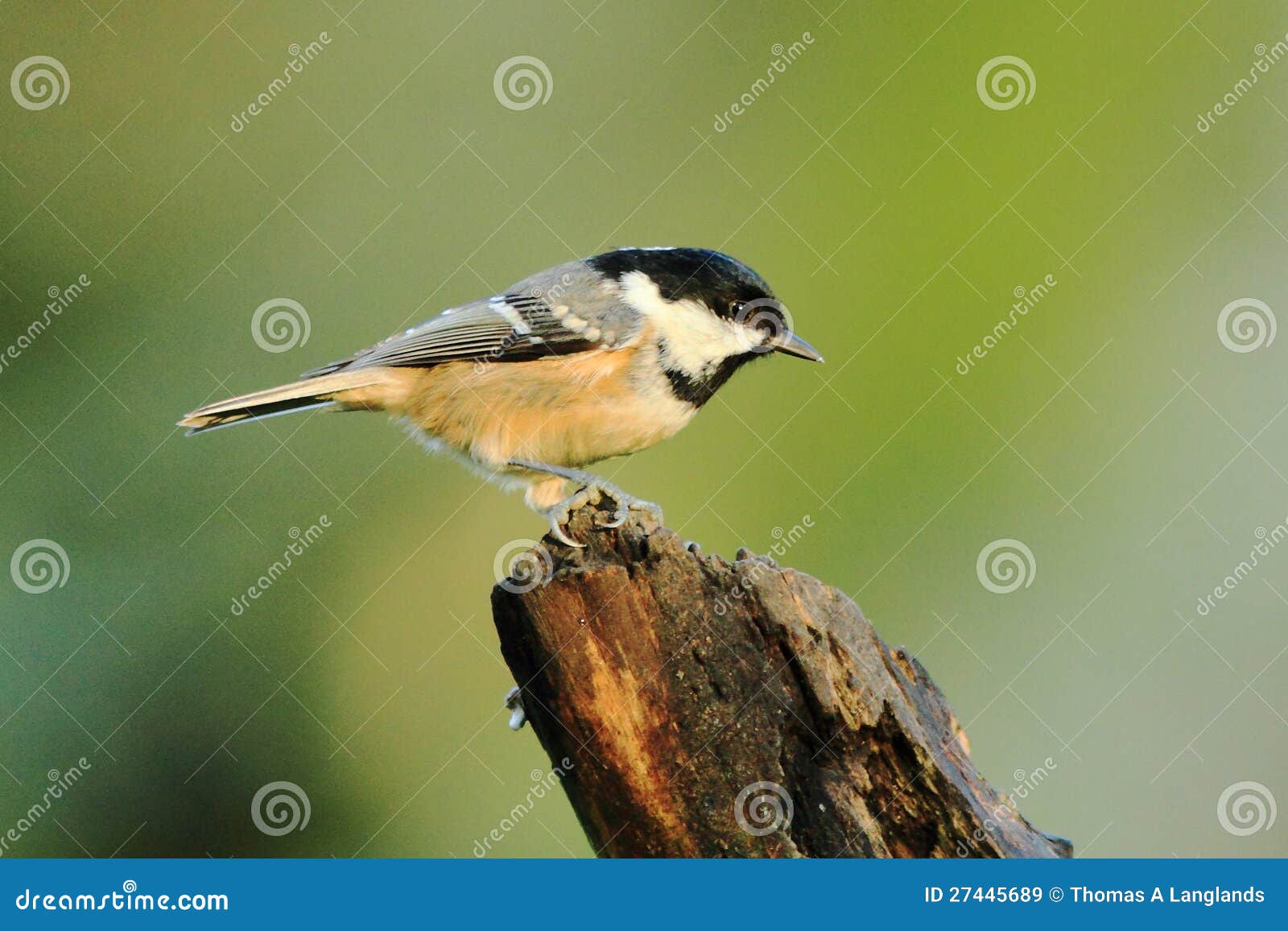 Coal Tit (periparus ater) stock image. Image of coal - 27445689