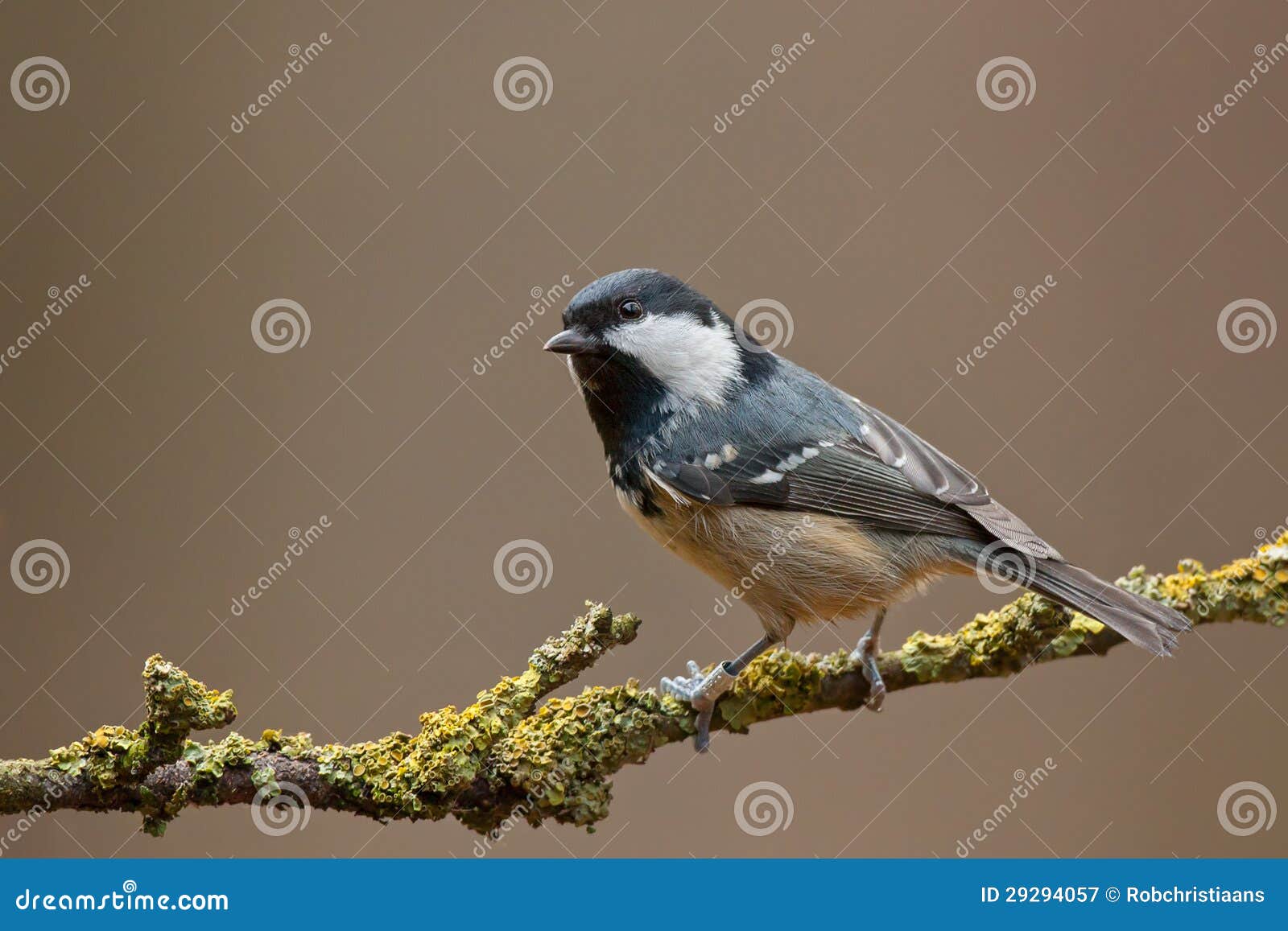 Coal tit (Periparus ater) stock image. Image of background - 29294057