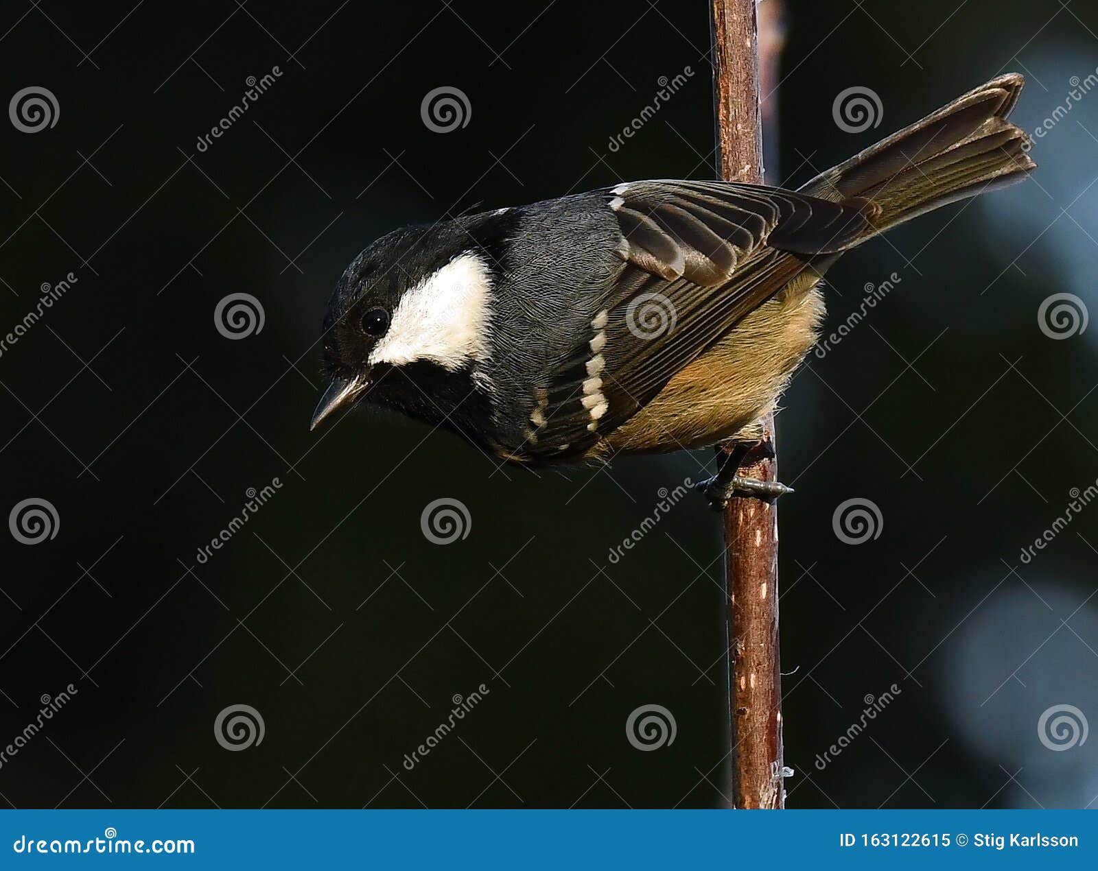 The Coal Tit Periparus Ater Stock Image - Image of colorful, black ...