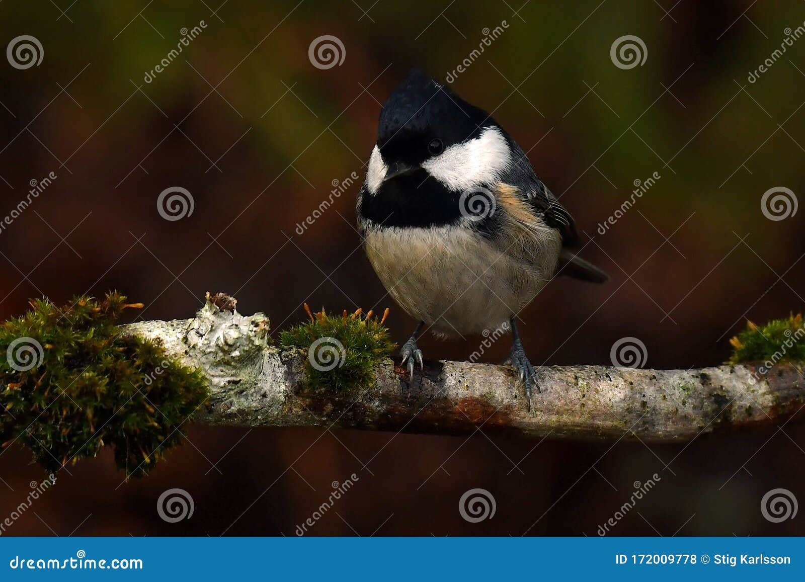 Coal Tit, Periparus Ater in Close-up Stock Photo - Image of periparus ...