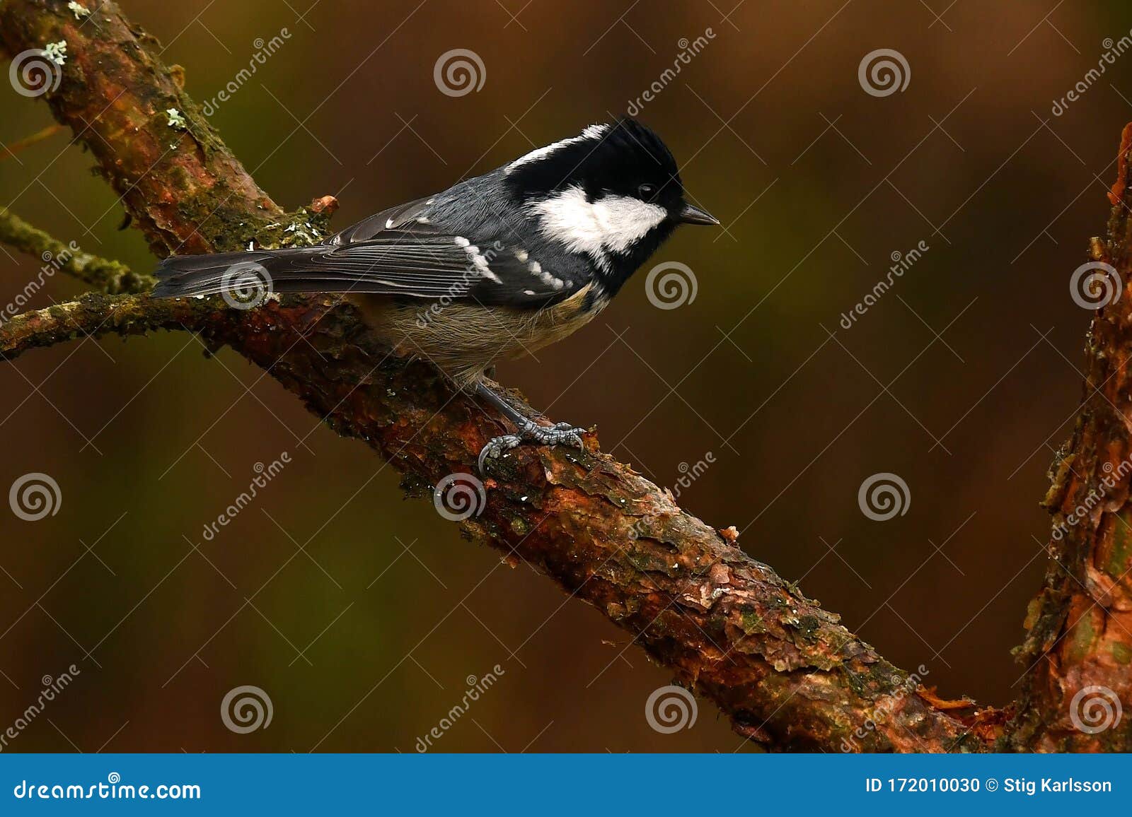 Coal Tit, Periparus Ater in Close-up Stock Photo - Image of avian ...