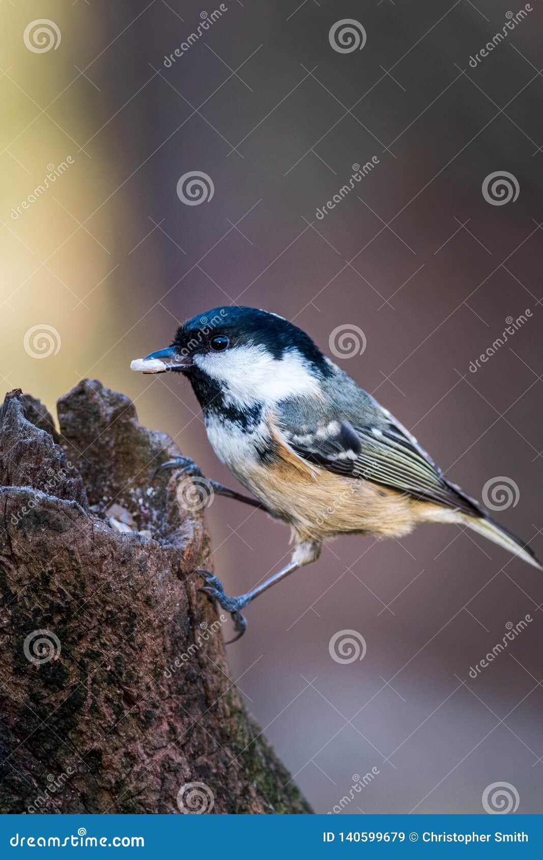 Coal tit Periparus ater stock image. Image of animal - 140599679