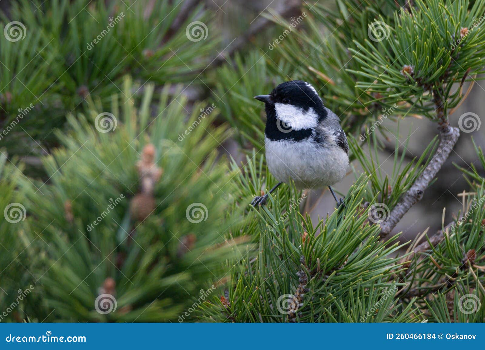 Coal Tit or Periparus Ater Perched on a Pine Tree Stock Photo - Image ...
