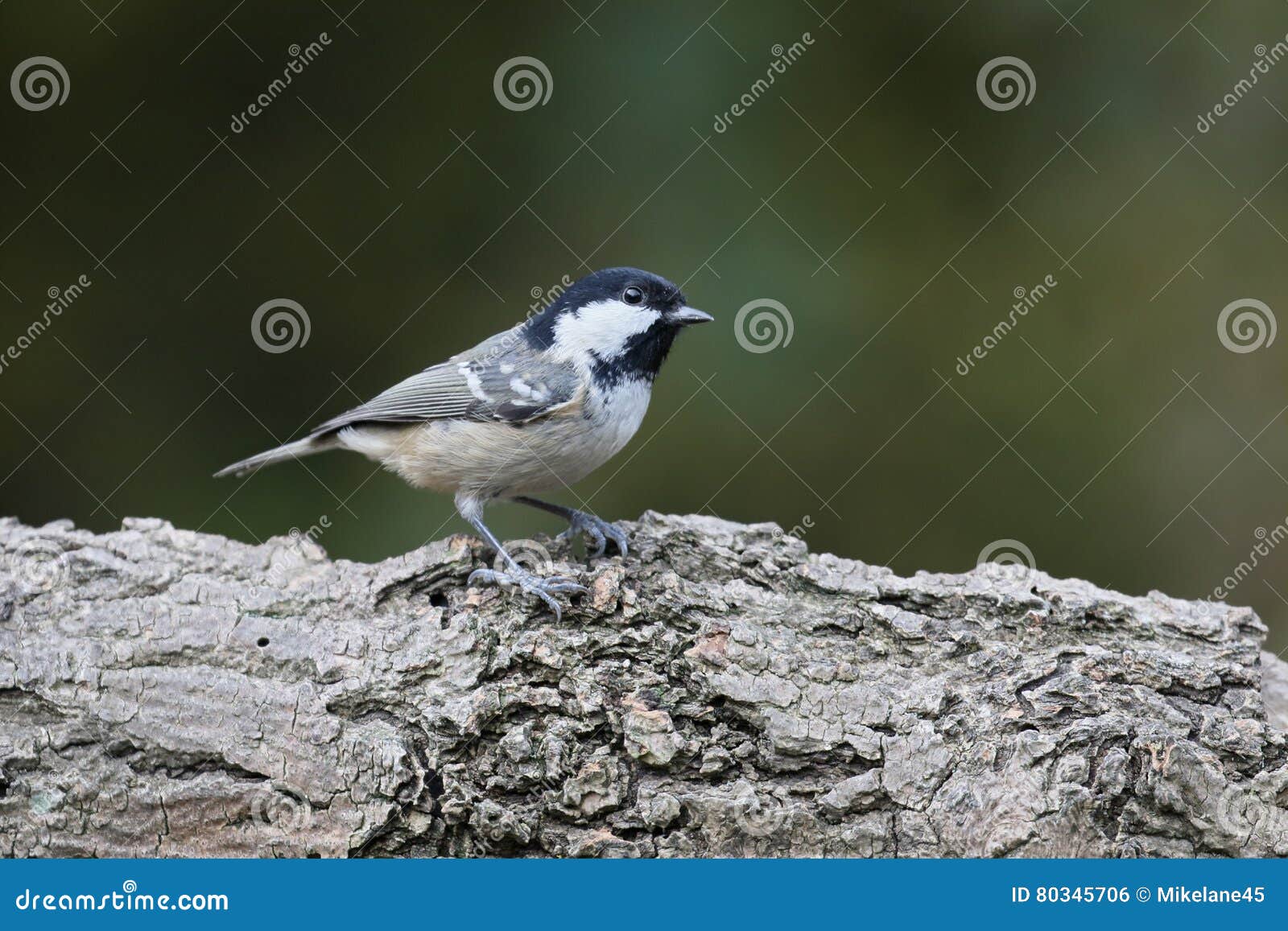 Coal tit, Periparus ater stock photo. Image of garden - 80345706