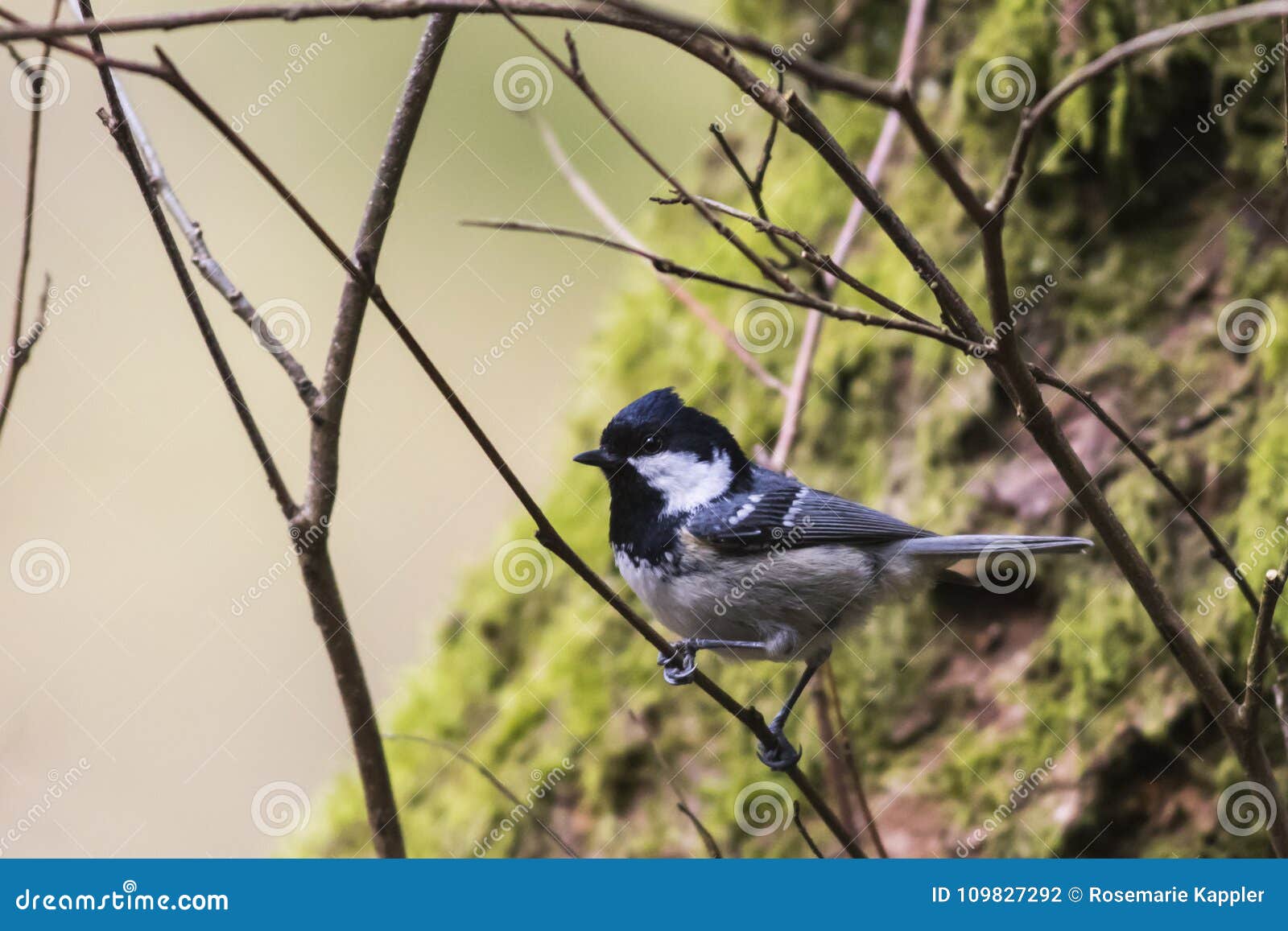 Coal tit Periparus ater stock photo. Image of branchlet - 109827292