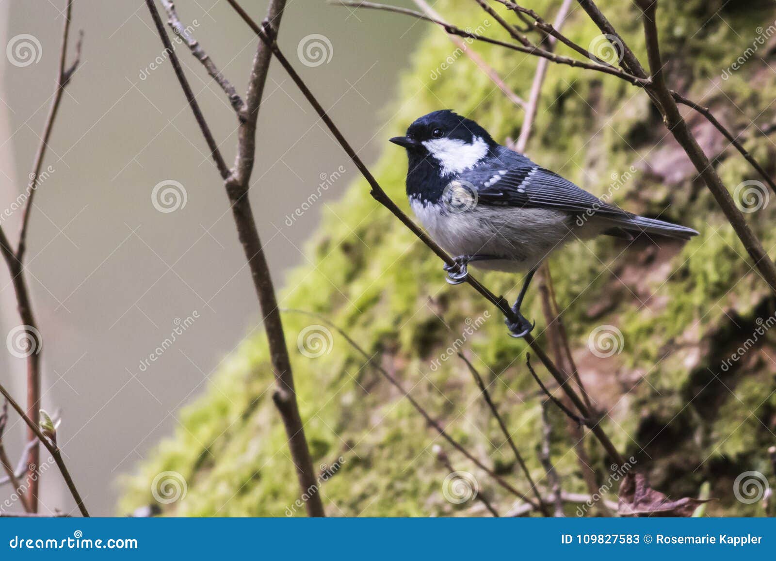 Coal tit Periparus ater stock image. Image of branches - 109827583