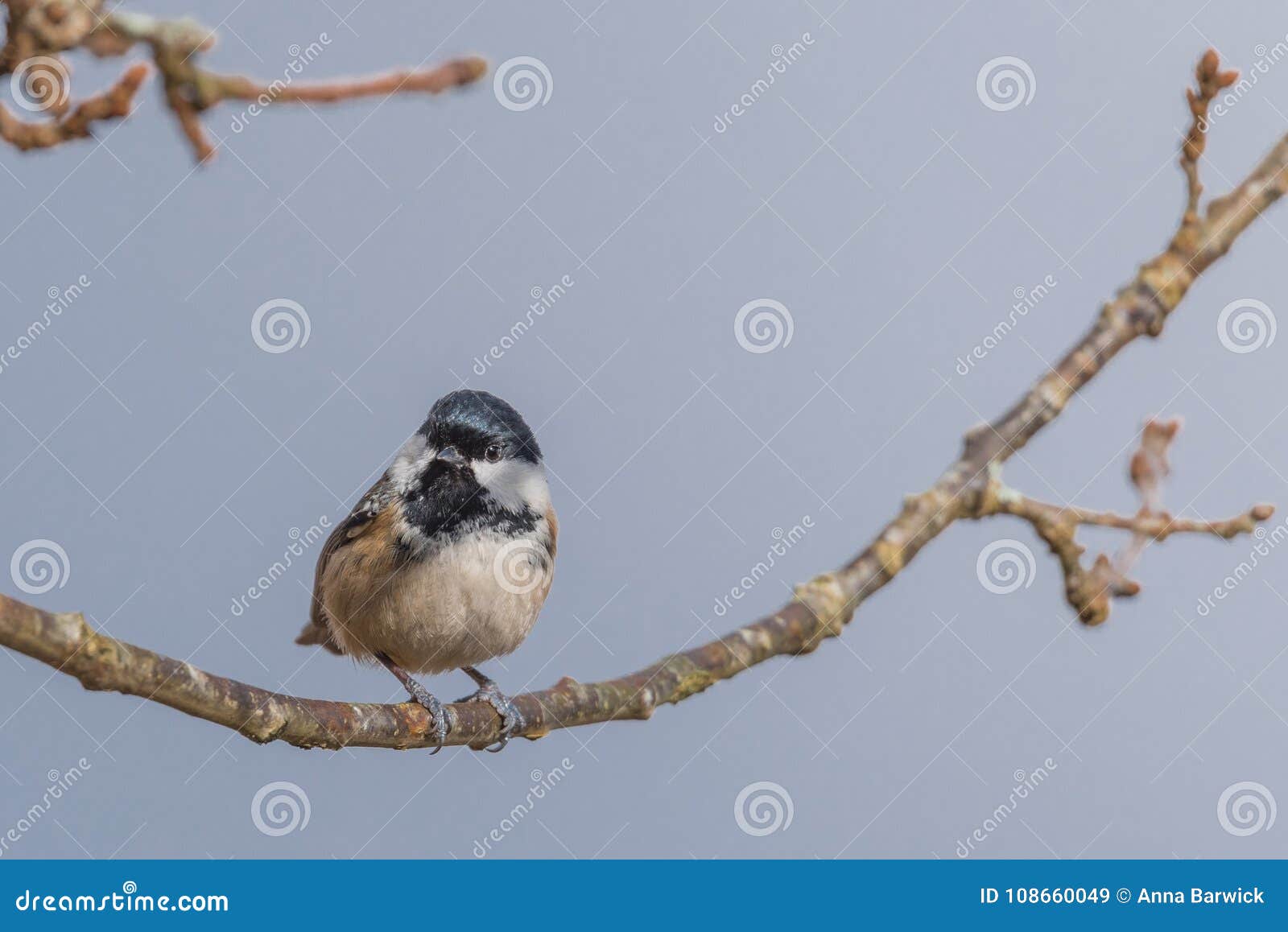 Coal Tit, Periparus Ater, in Tree Stock Image - Image of black, branch ...