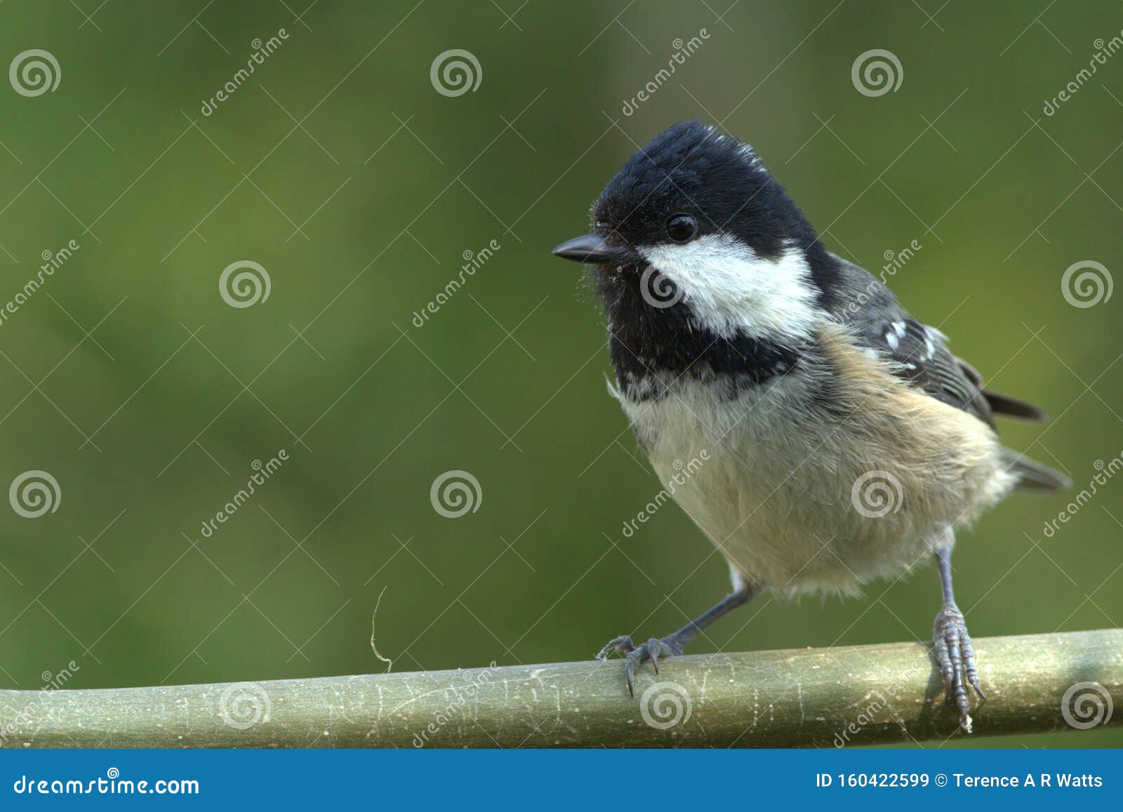 Coal Tit Periparus Ater Sitting on a Twig. Copy Space. Stock Image ...