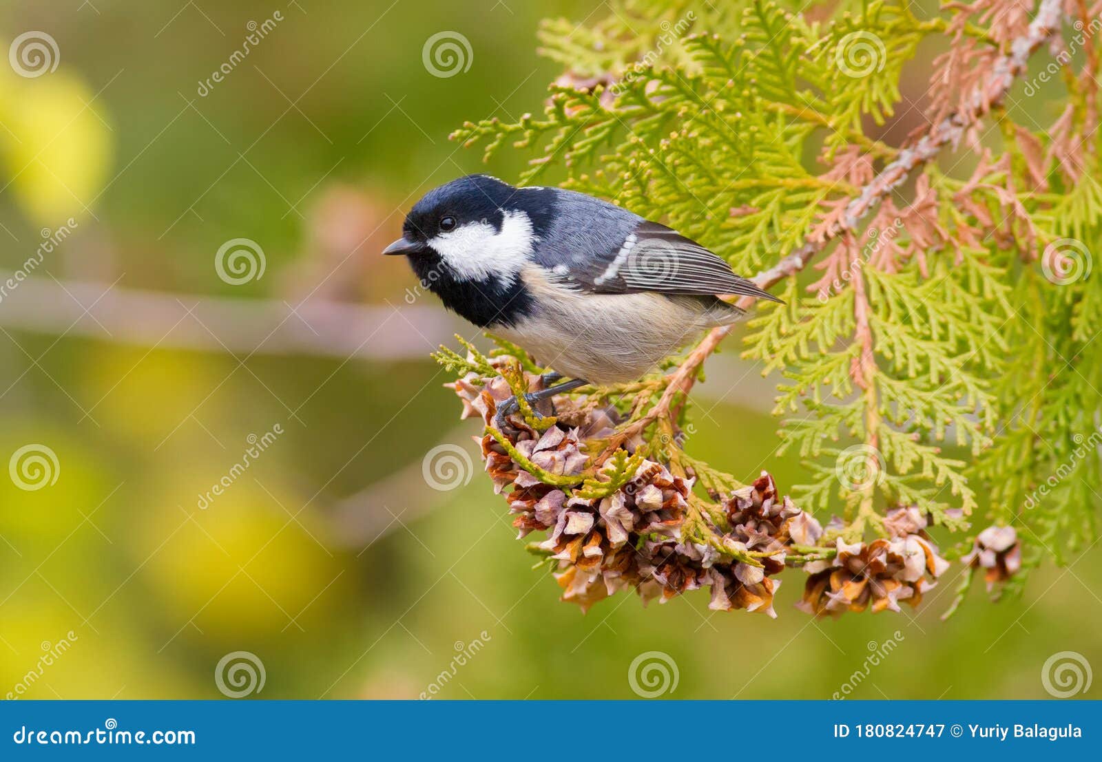 Coal Tit, Periparus Ater, Coal Titmouse. a Bird Sits on a Branch of a ...