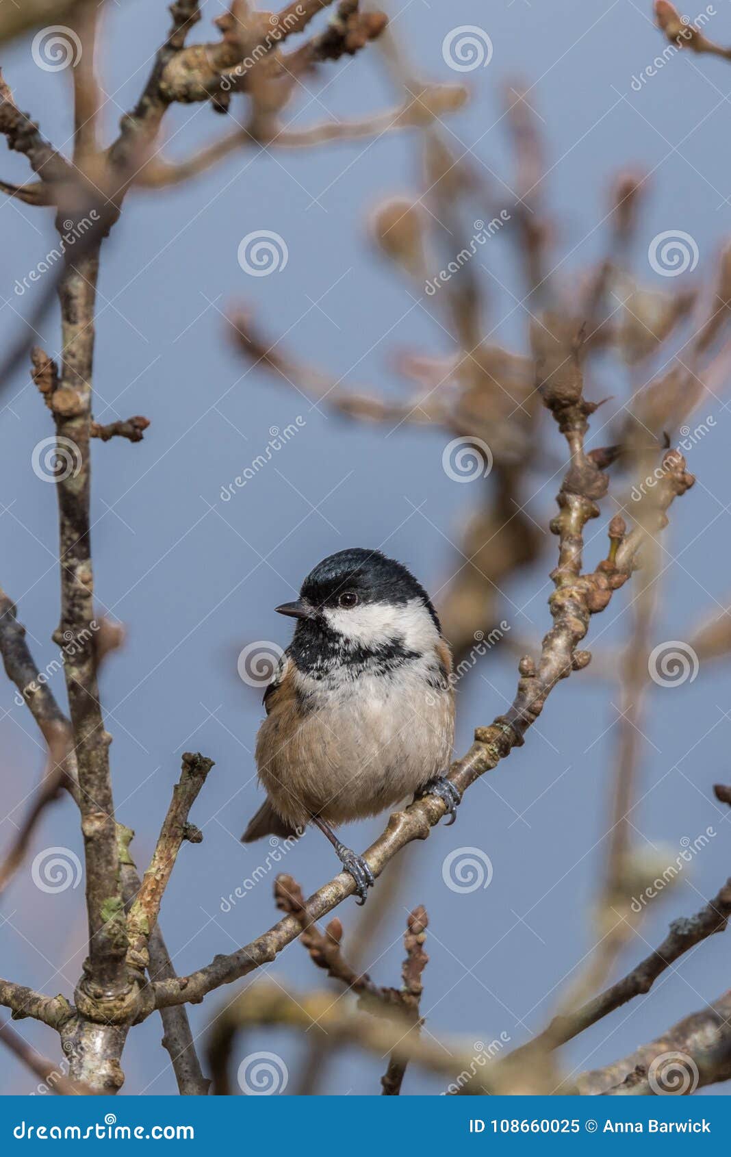 Coal Tit, Periparus Ater, in Tree Stock Image - Image of wildlife ...