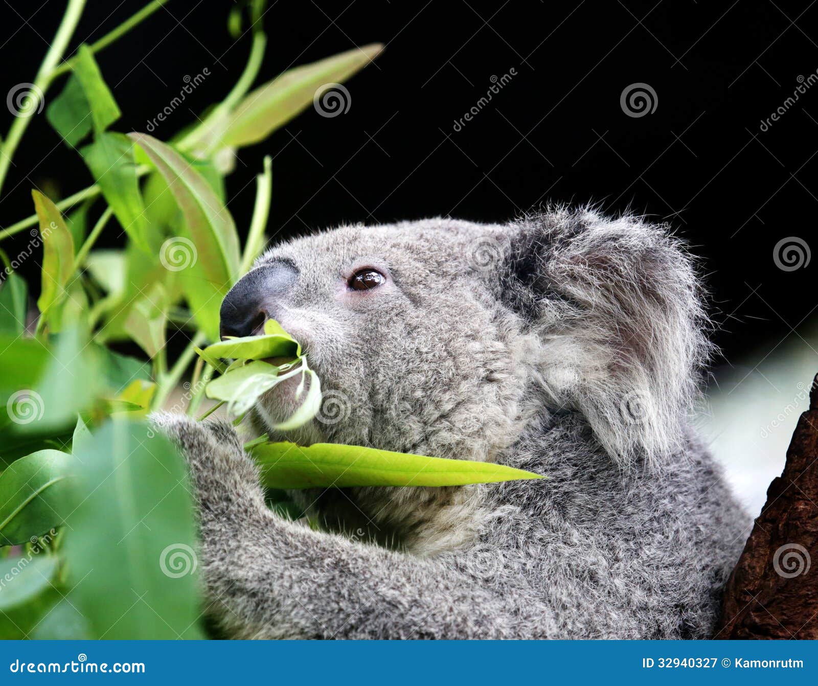 Coala imagem de stock. Imagem de curioso, pele, selvagem - 32940327
