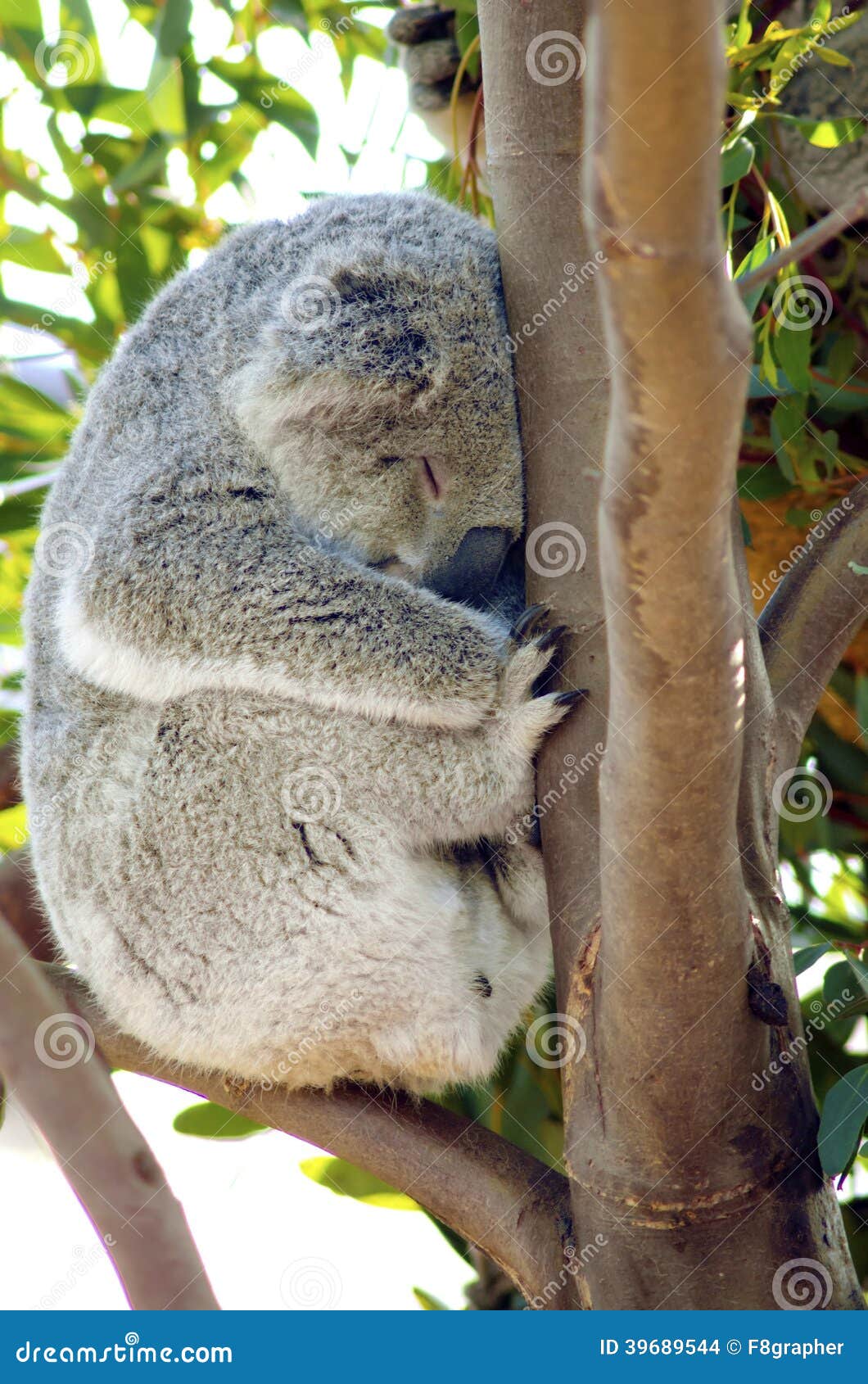 Coala foto de stock. Imagem de folhas, patas, floresta - 39689544