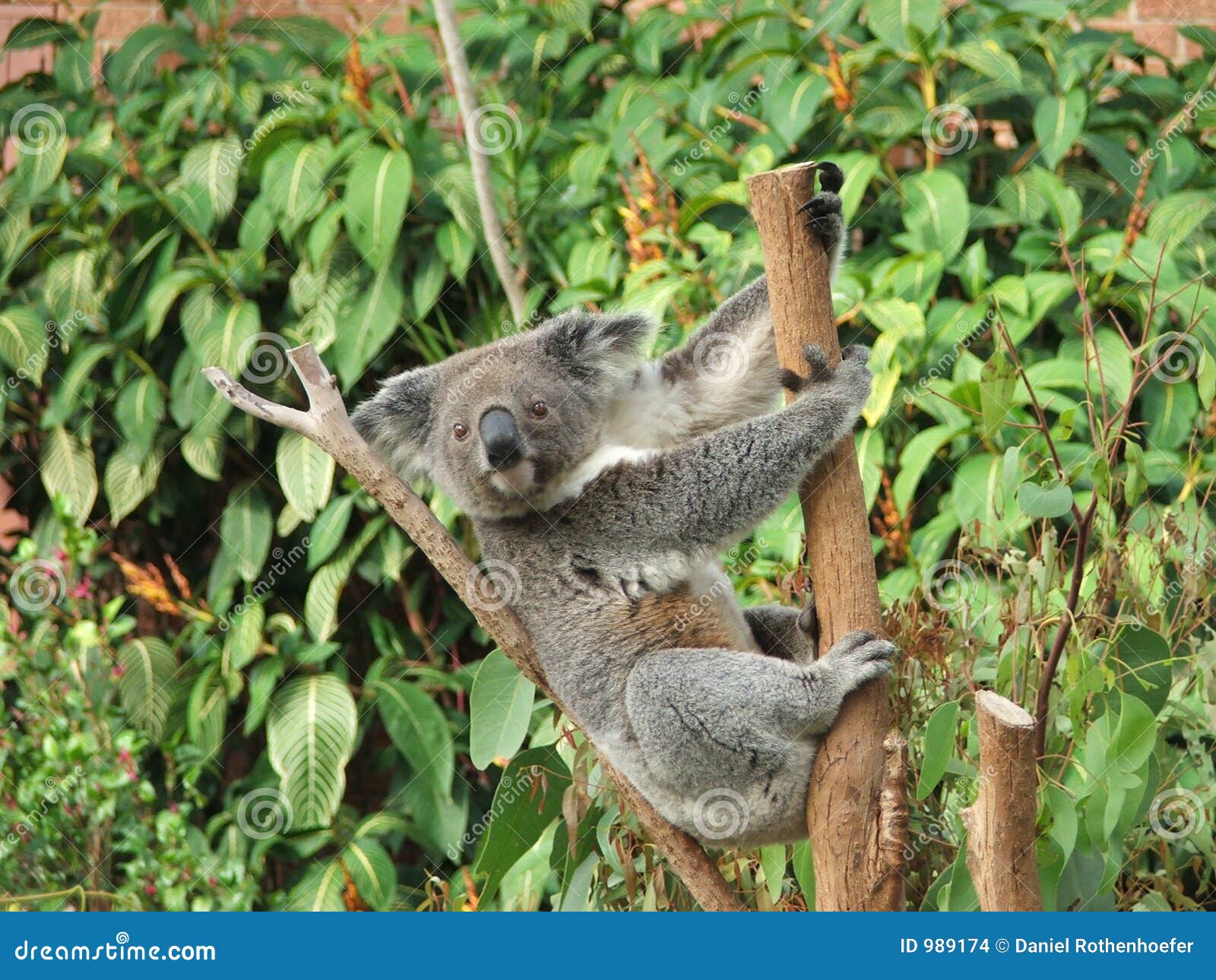 Coala photo stock. Image of mammifère, lames, ours, koala - 989174