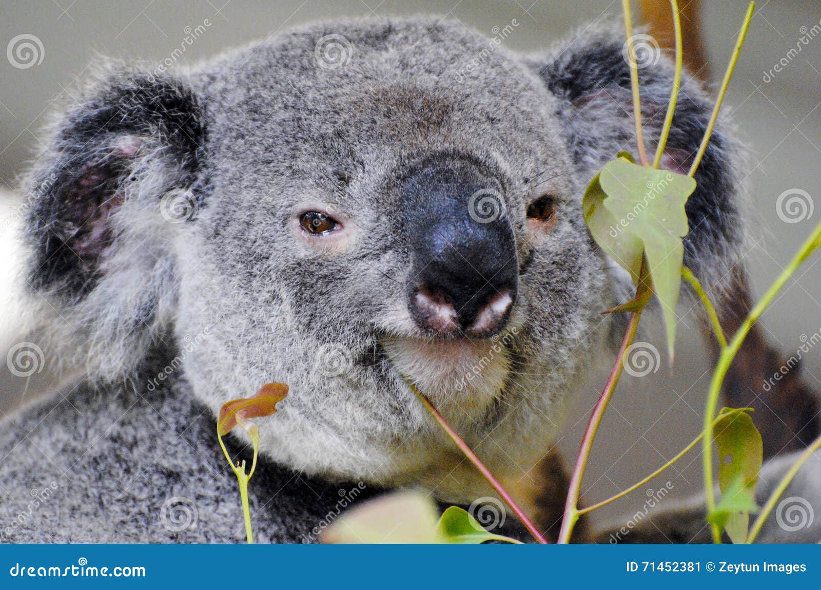 Coala Entre As Folhas Do Eucalipto Imagem de Stock - Imagem de coalas ...