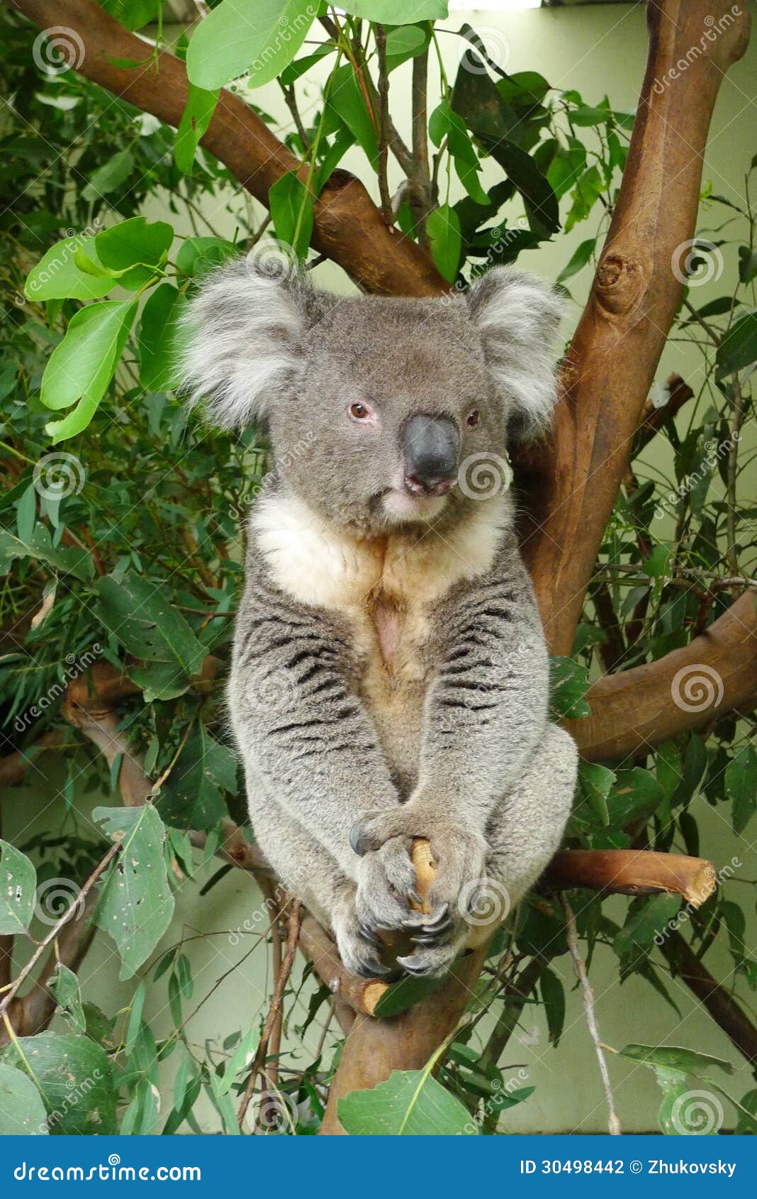 Coala Que Senta-se Em Uma árvore De Eucalipto Foto de Stock - Imagem de ...