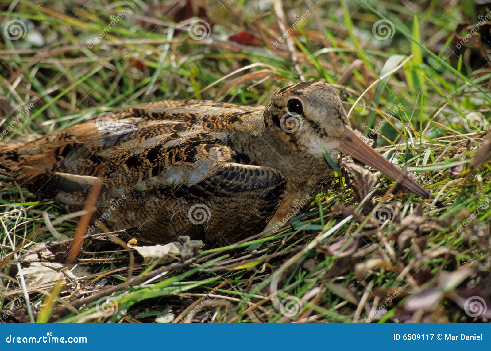 Coalla imagen de archivo. Imagen de plumas, abrigo, cazador - 6509117