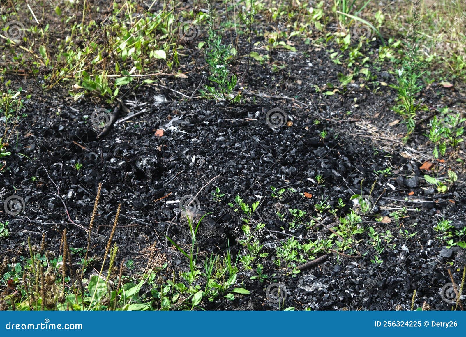 Coals after Fire in the Forest. Charred Tree Trunks in a Coniferous ...
