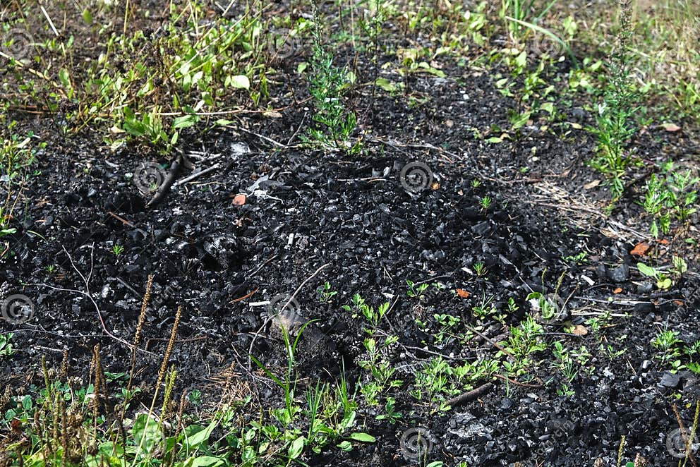 Coals after Fire in the Forest. Charred Tree Trunks in a Coniferous ...