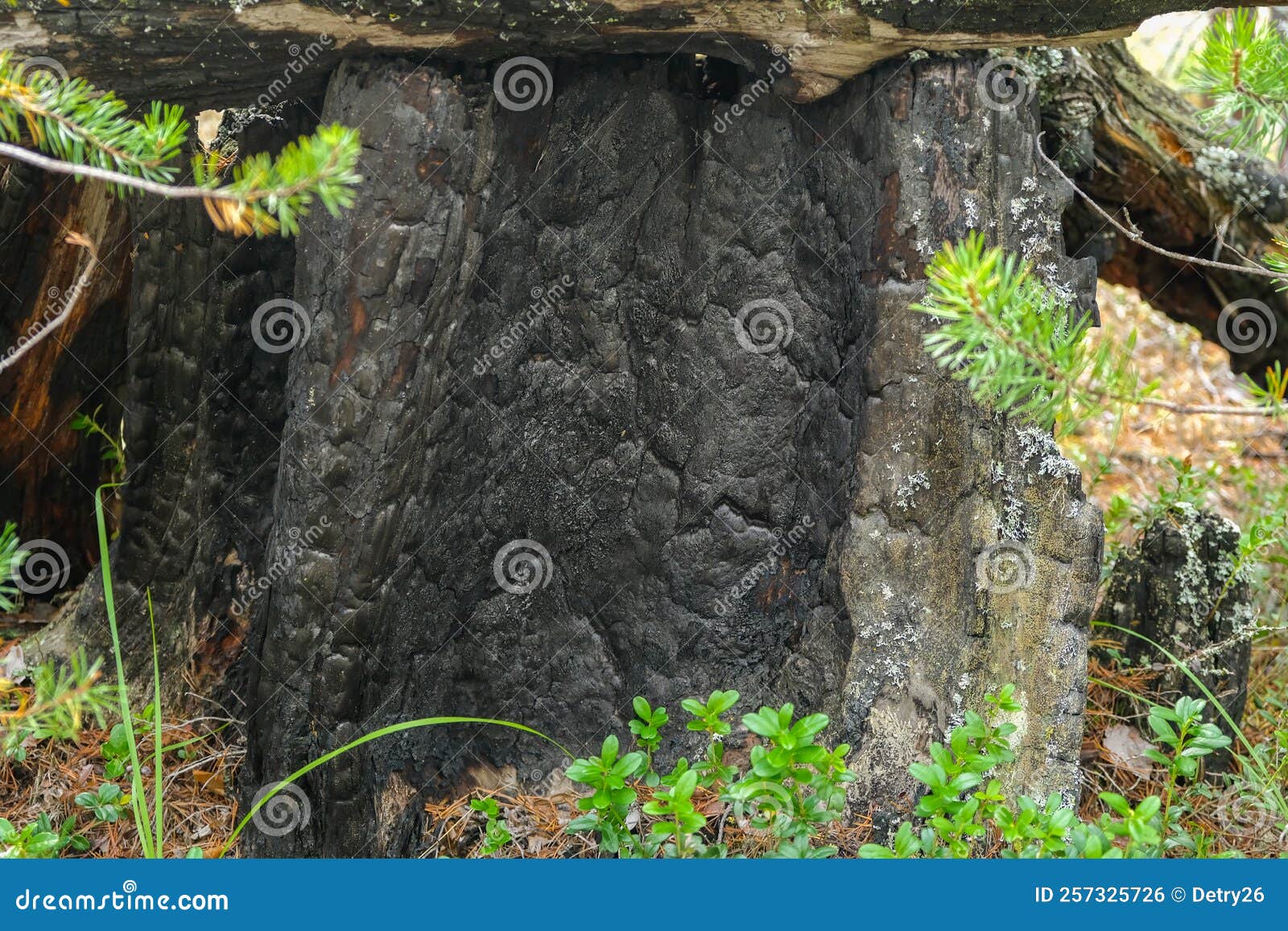 Coals after Fire in the Forest. Charred Tree Trunks in a Coniferous ...