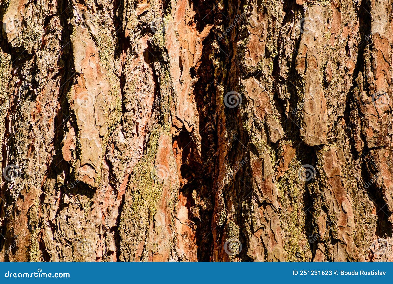 Coarse Bark of Pine with a Vertical Crack Stock Image - Image of ...