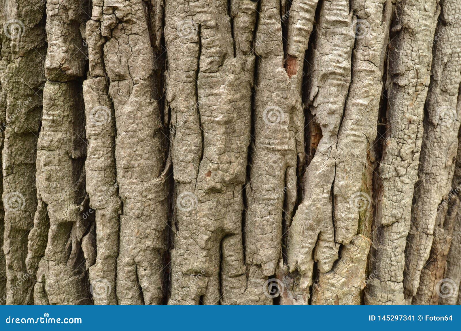 Coarse Bark Texture of the Aged Tree Stock Image - Image of abstract ...