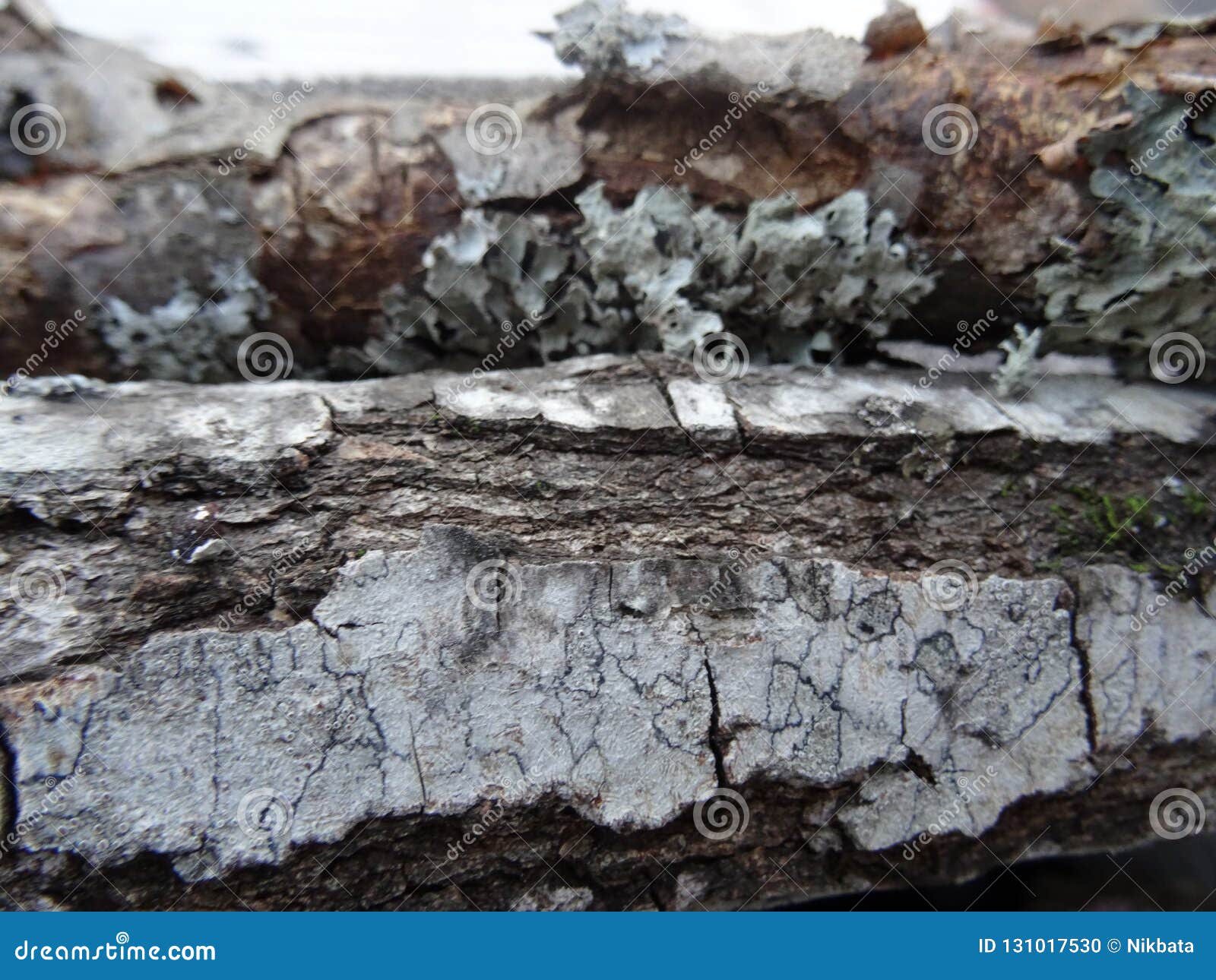 Coarse Bark and Trunk of White Birch As Interesting Texture Stock Photo ...