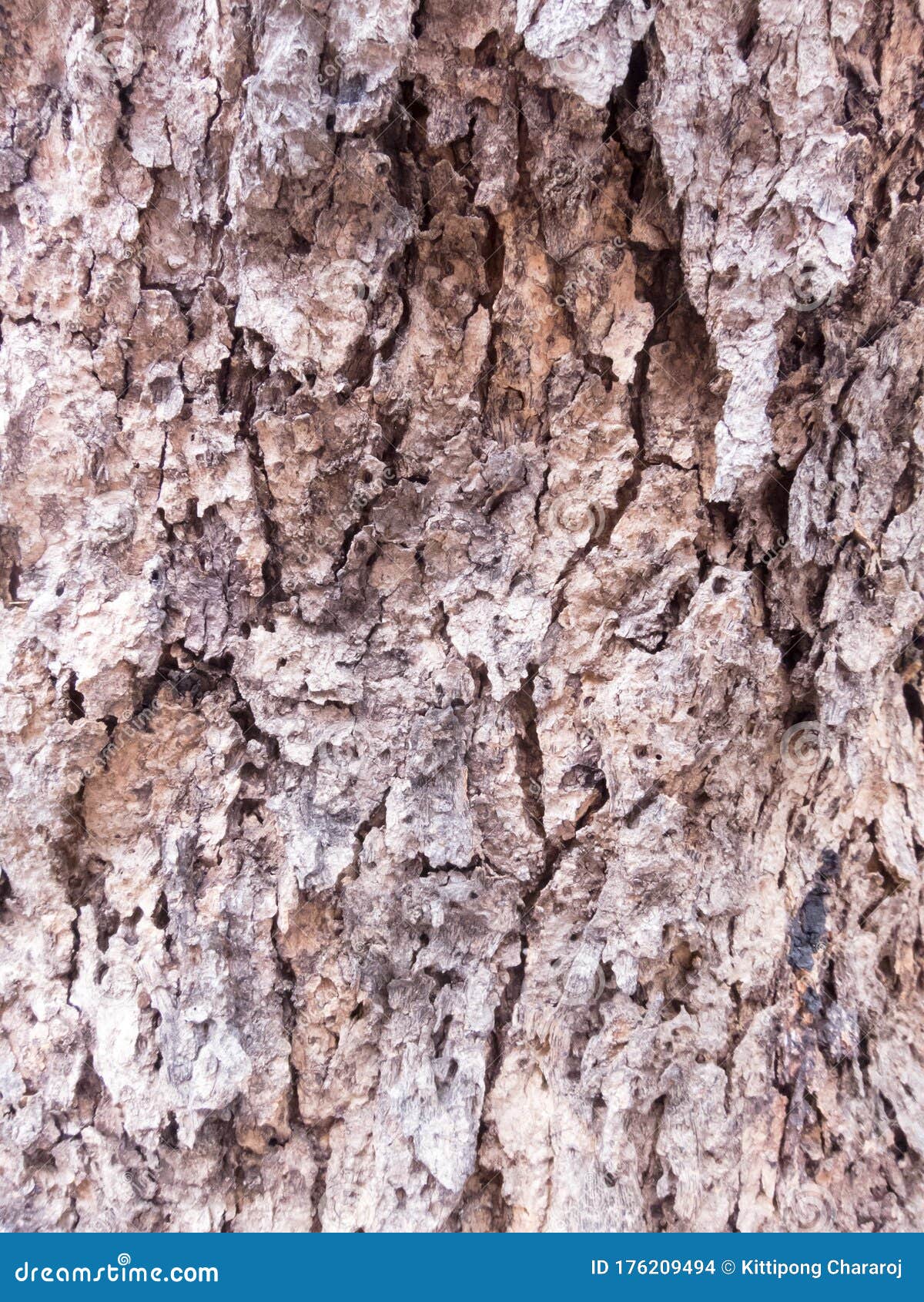 Coarse Brown Bark, Rough Surface Stock Photo - Image of abstract ...