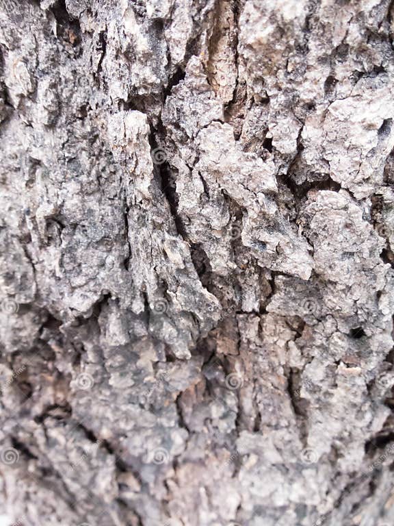 Coarse Brown Bark, Rough Surface Stock Image - Image of construction ...
