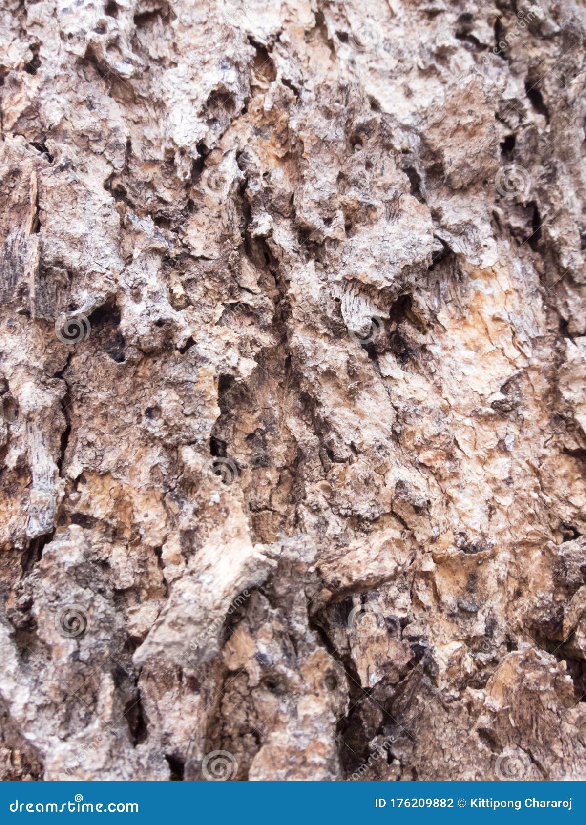 Coarse Brown Bark, Rough Surface Stock Photo - Image of bark, brown ...