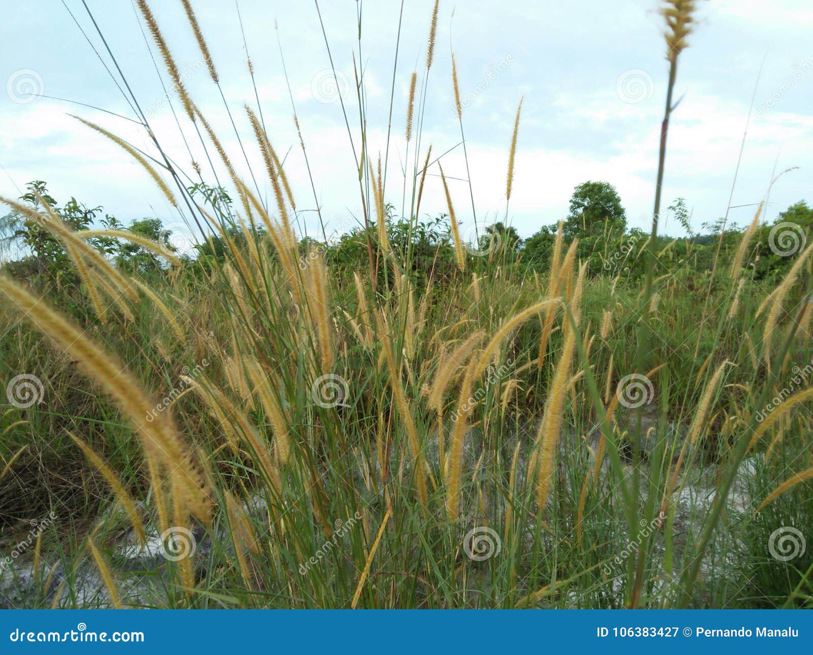 Coarse grass stock image. Image of green, natural, coarse - 106383427