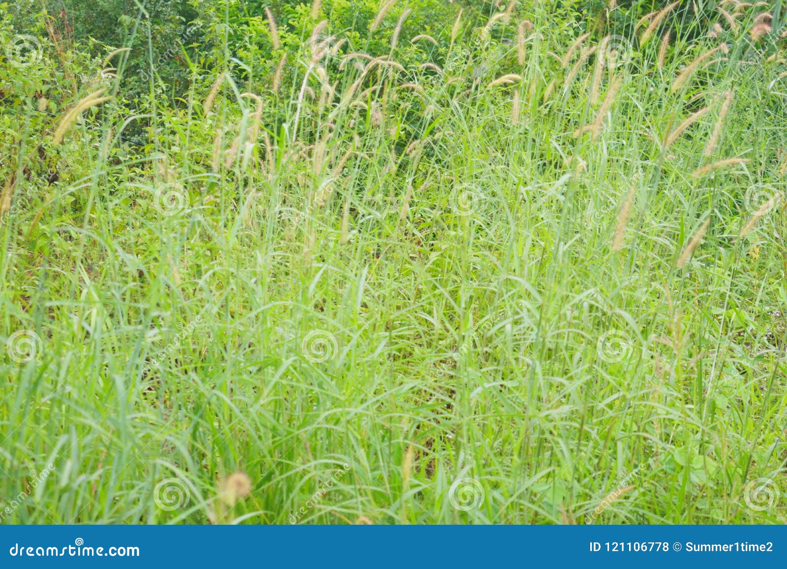Coarse grass stock photo. Image of coarse, green, nature - 121106778