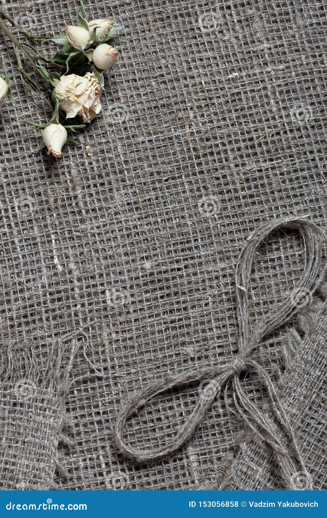 Coarse Linen Fabric. on it are Dried Beige Roses and a Bow of Linen ...