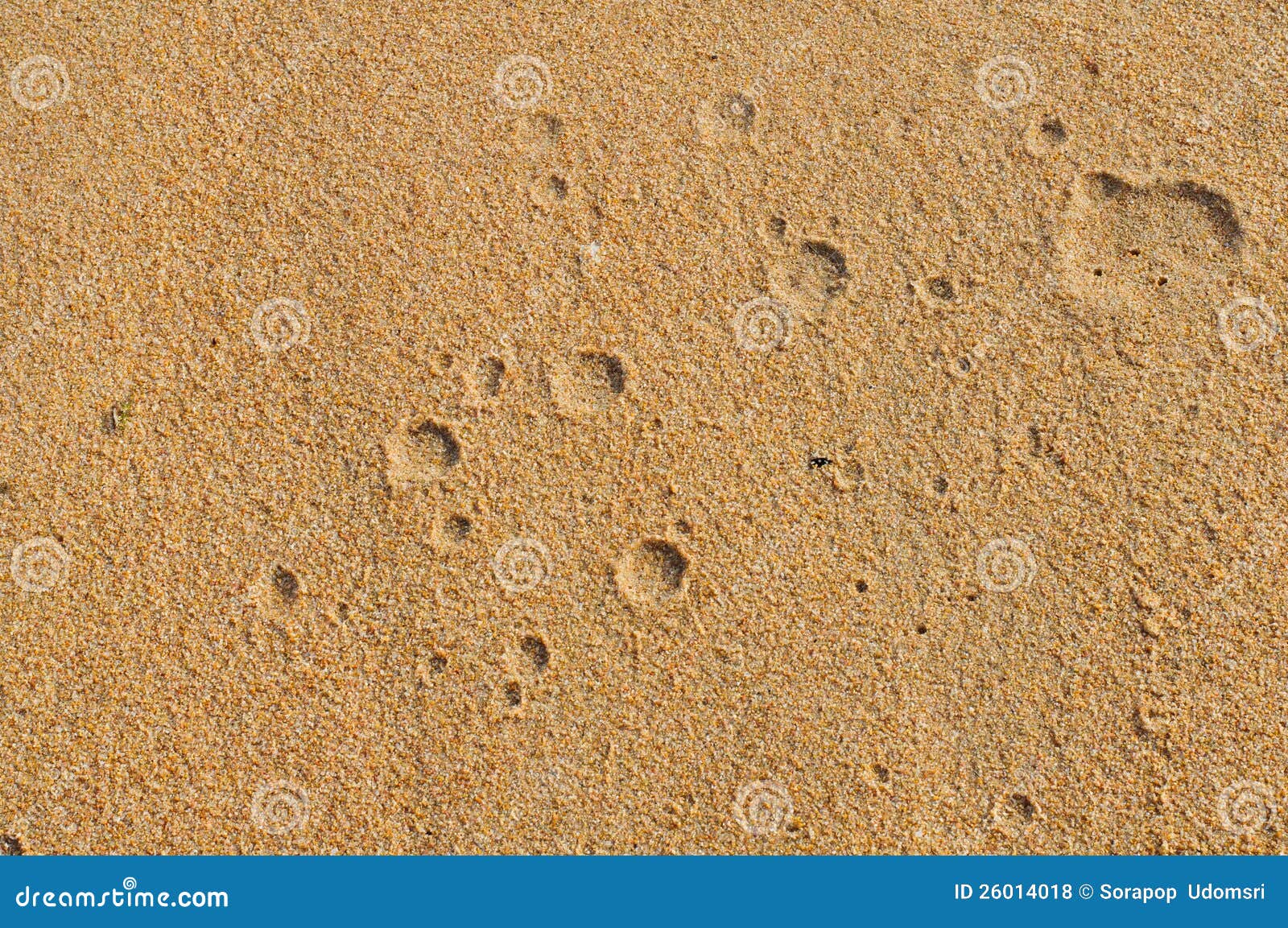 Coarse sand background stock photo. Image of texture - 26014018
