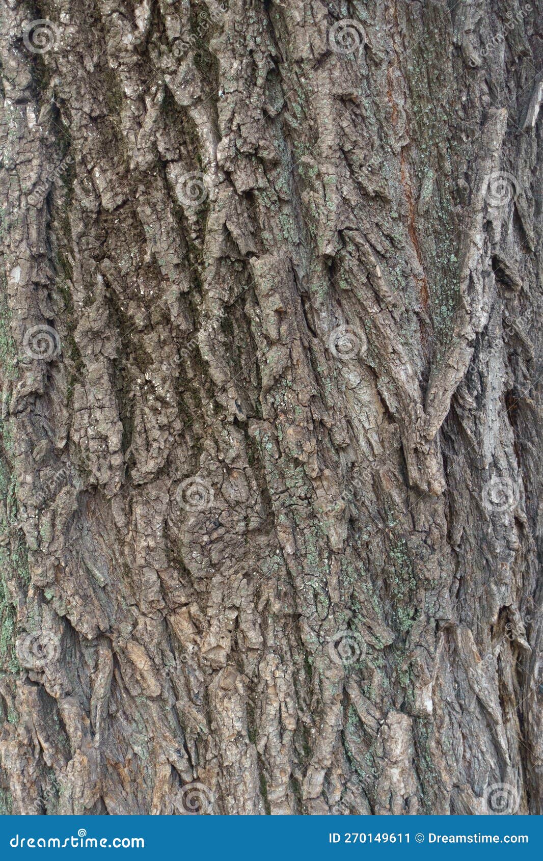 Coarse Surface of Bark of Weeping Willow Stock Image - Image of ...