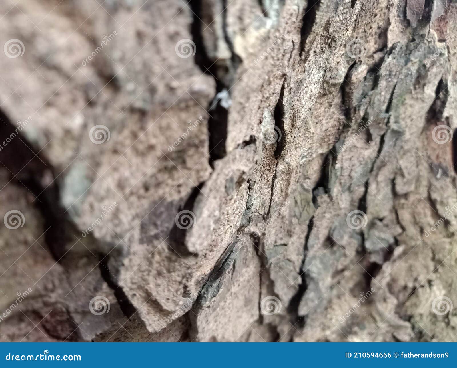 Coarse Texture of an Old Tree Bark Stock Photo - Image of nature, wood ...