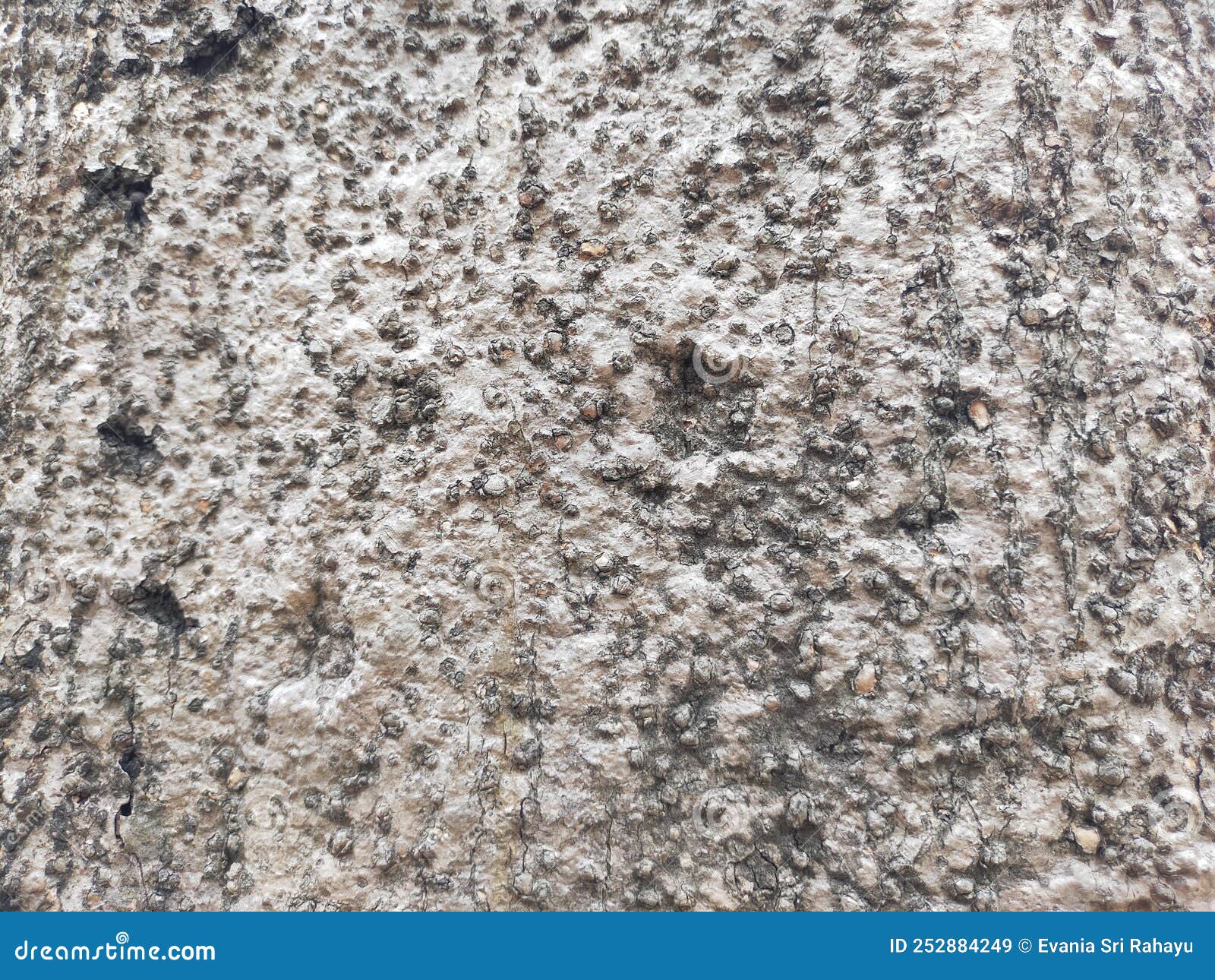 Coarse Textured Mango Tree Trunk Stock Image - Image of trunk, floor ...