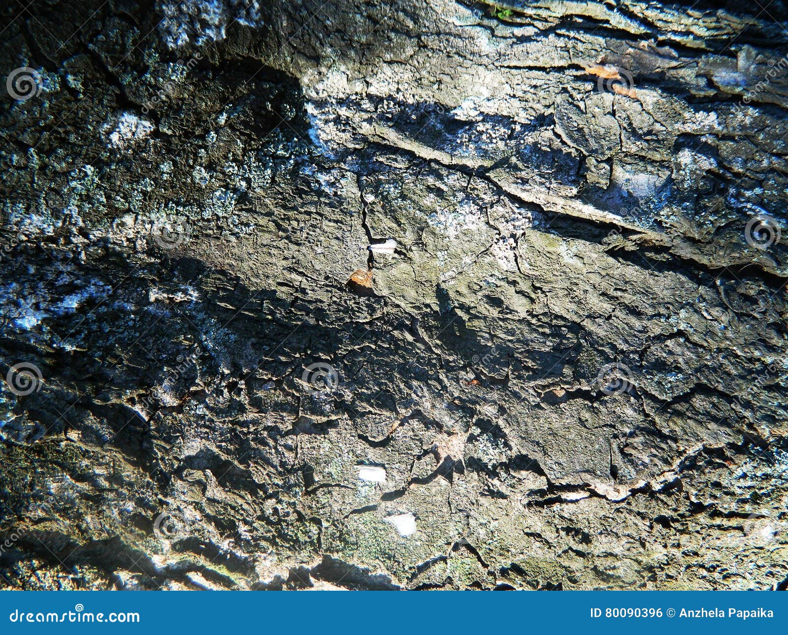Coarse, Thick Bark Brown, Gray and Bright Chestnut Tree, Autumn Stock ...