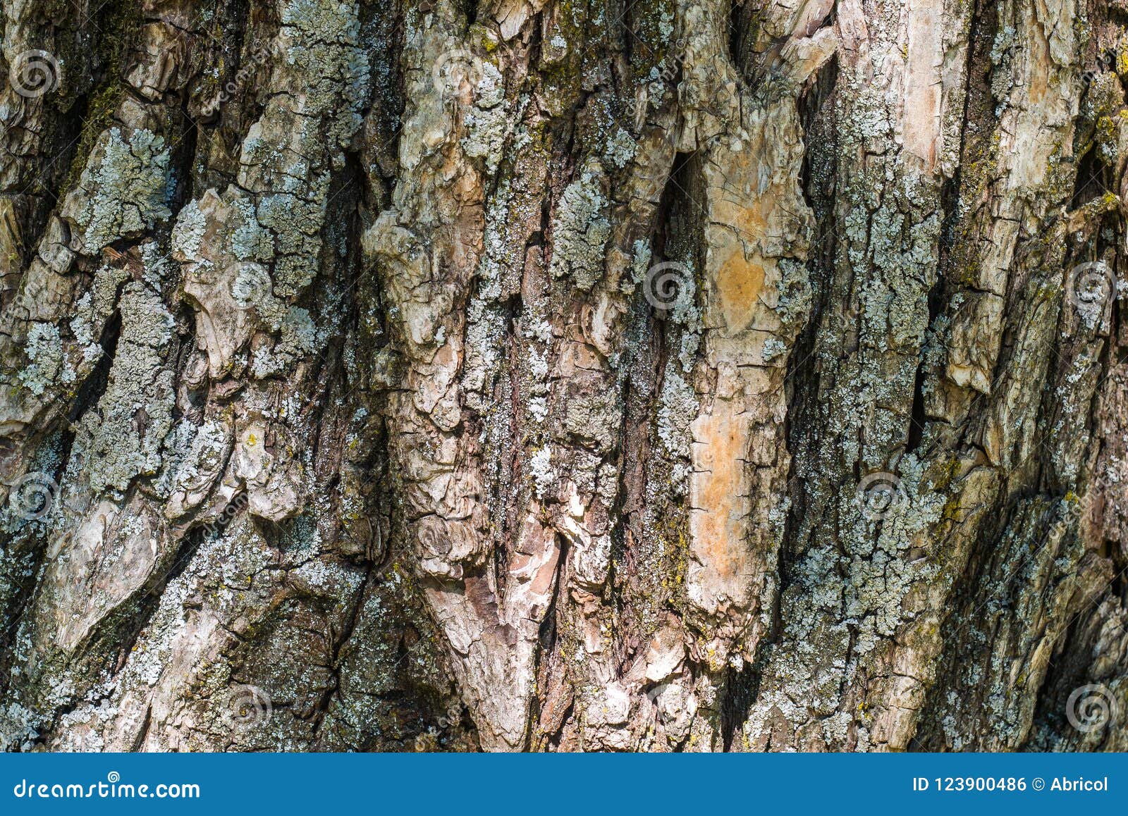 Coarse Tree Bark Covered with Moss Stock Photo - Image of aging ...