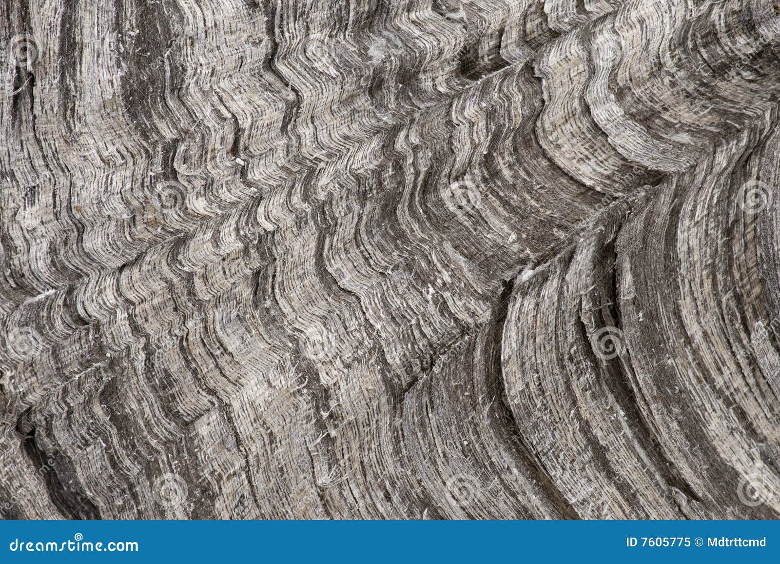 Coarse wood grain stock image. Image of grain, aged, macro - 7605775